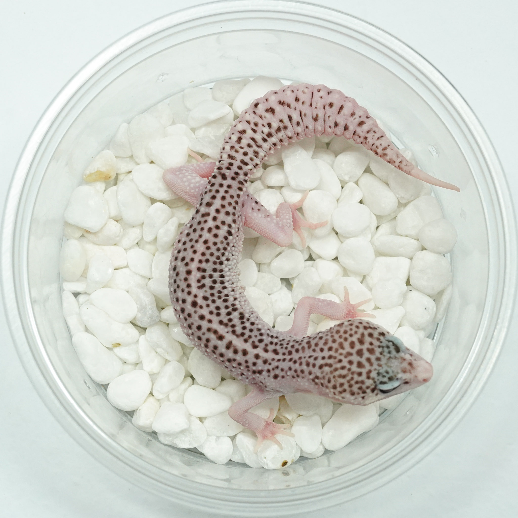 [M239] Galaxy - USSI_OSAKA