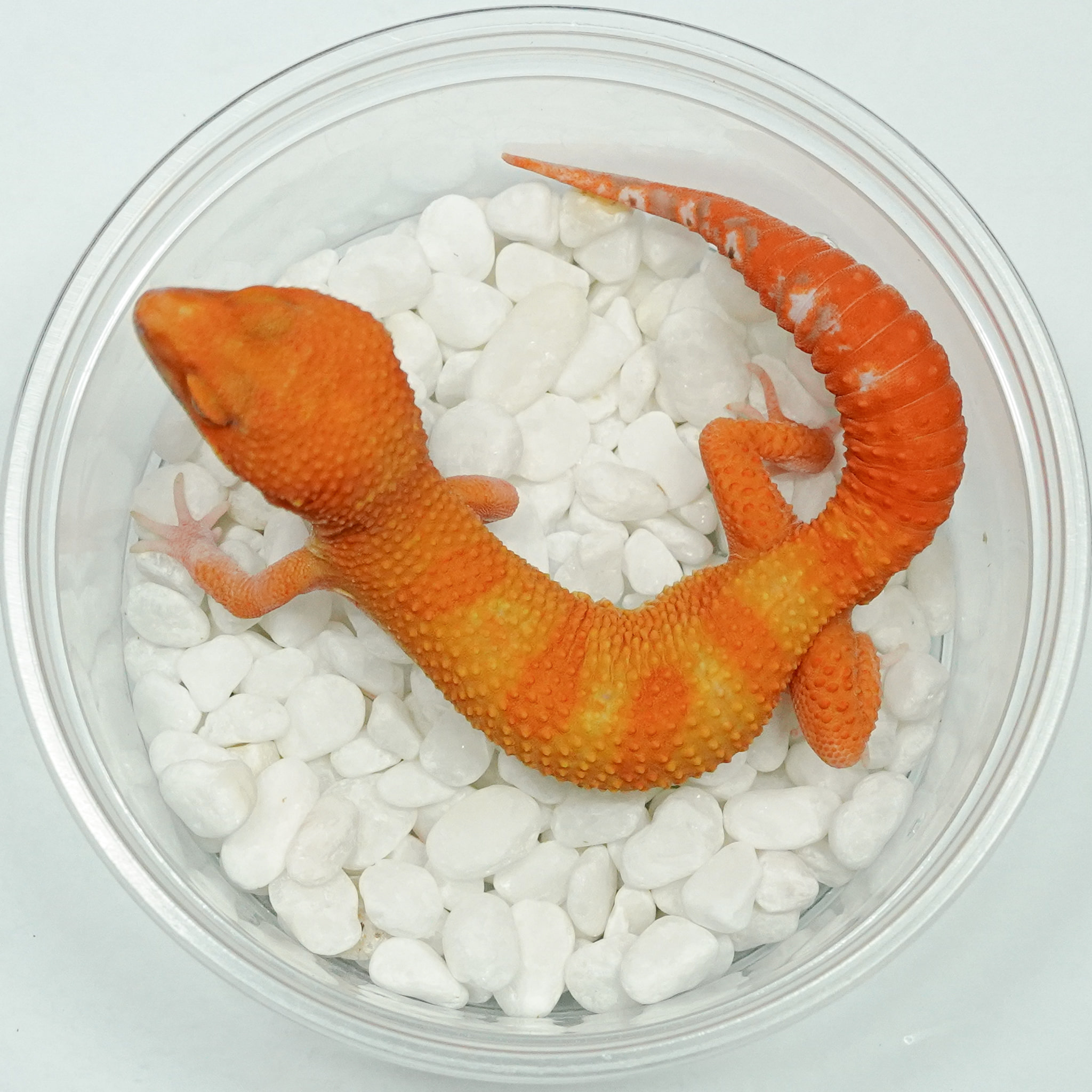 [M279] RedDevil - USSI_OSAKA