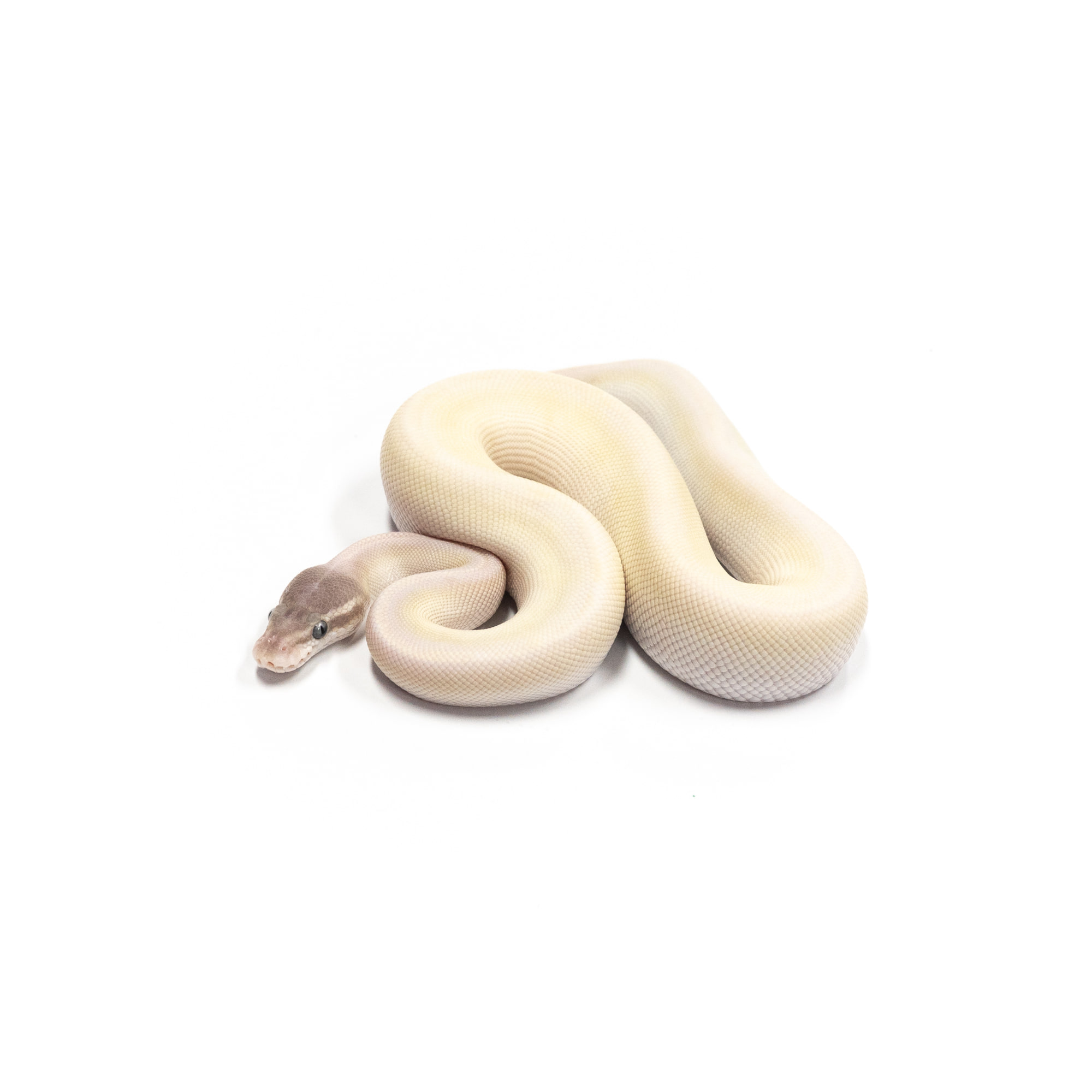 [SJ081] Super Mojave - USSI_OSAKA