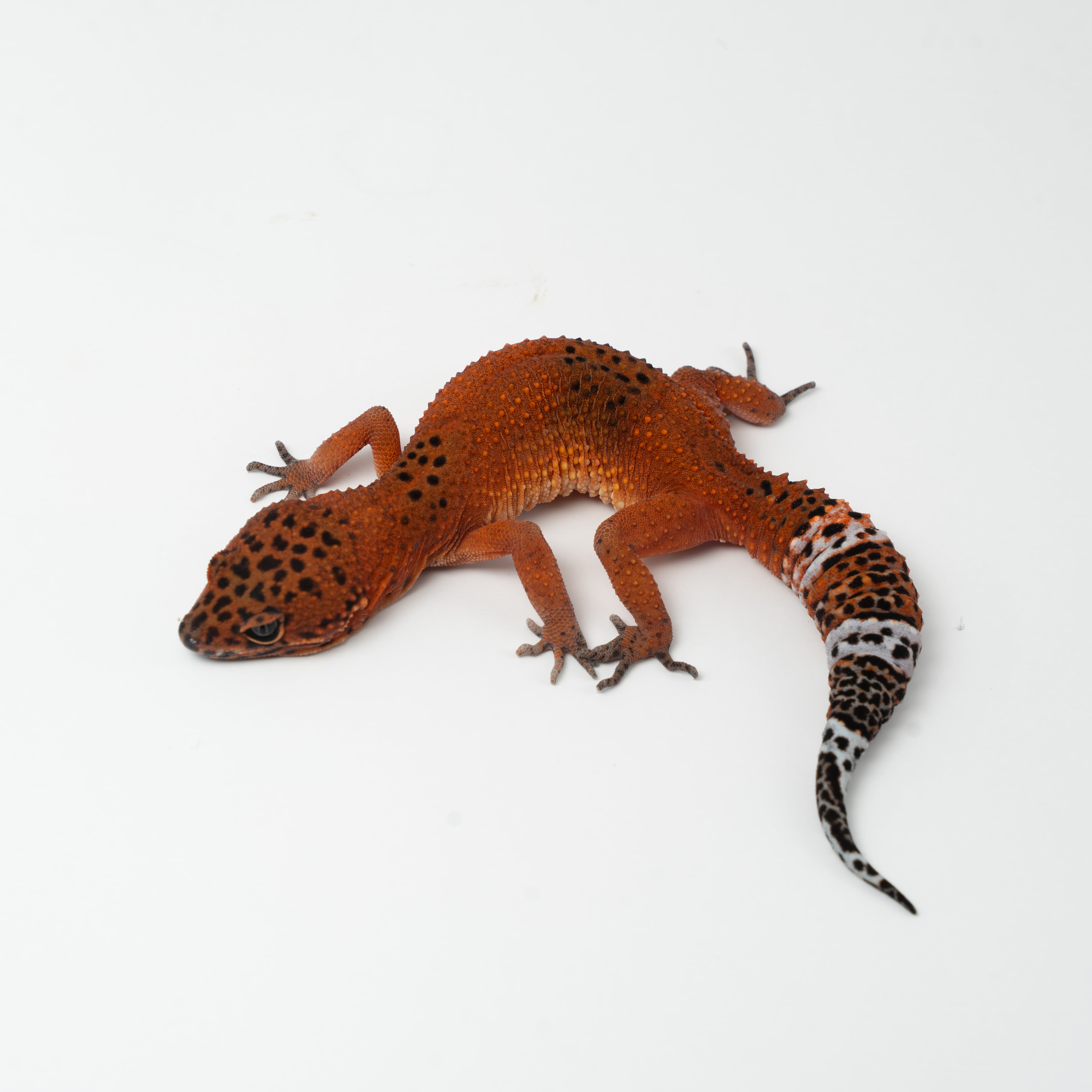 [M032] Dark Inferno - USSI_OSAKA