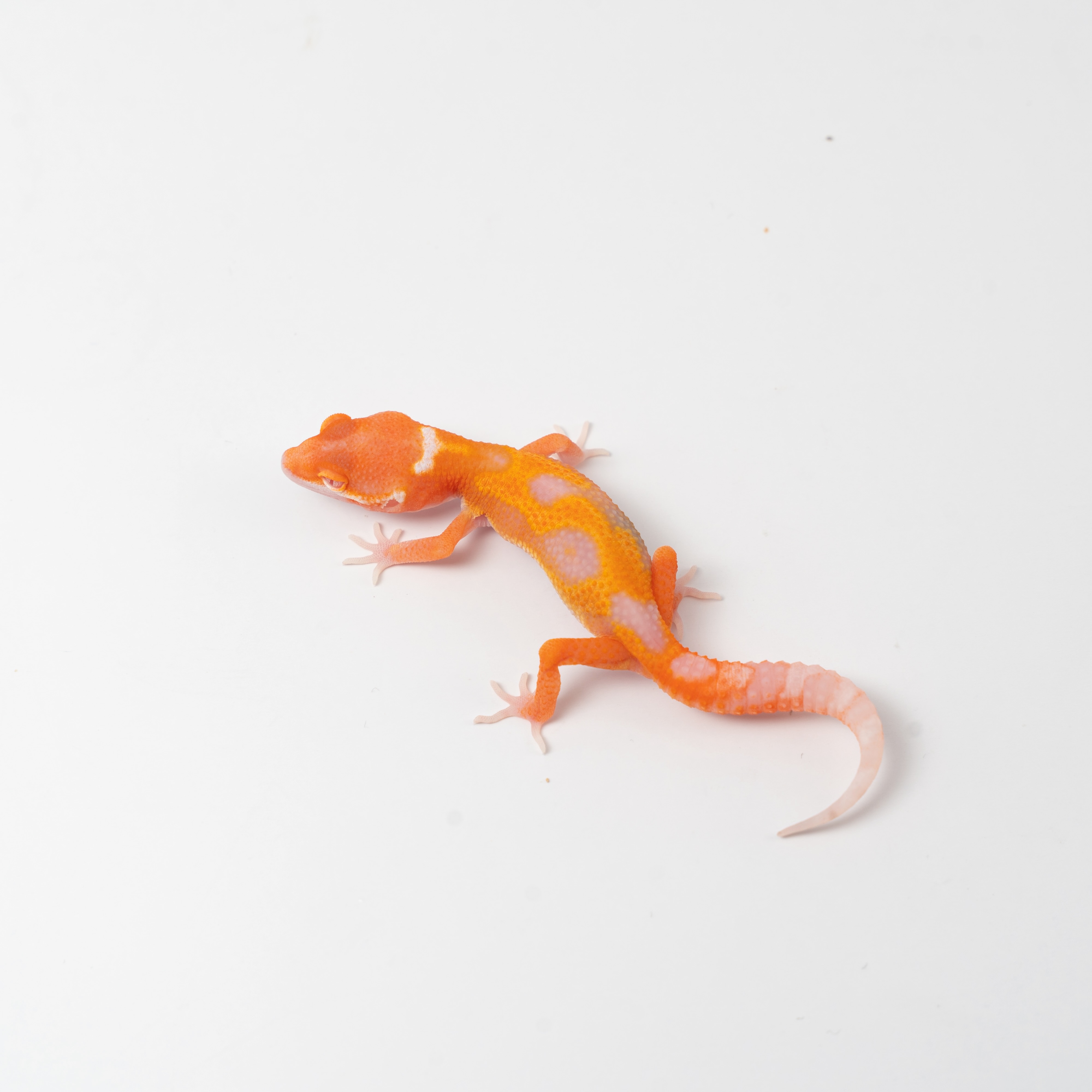 [M126] RedDevil - USSI_OSAKA