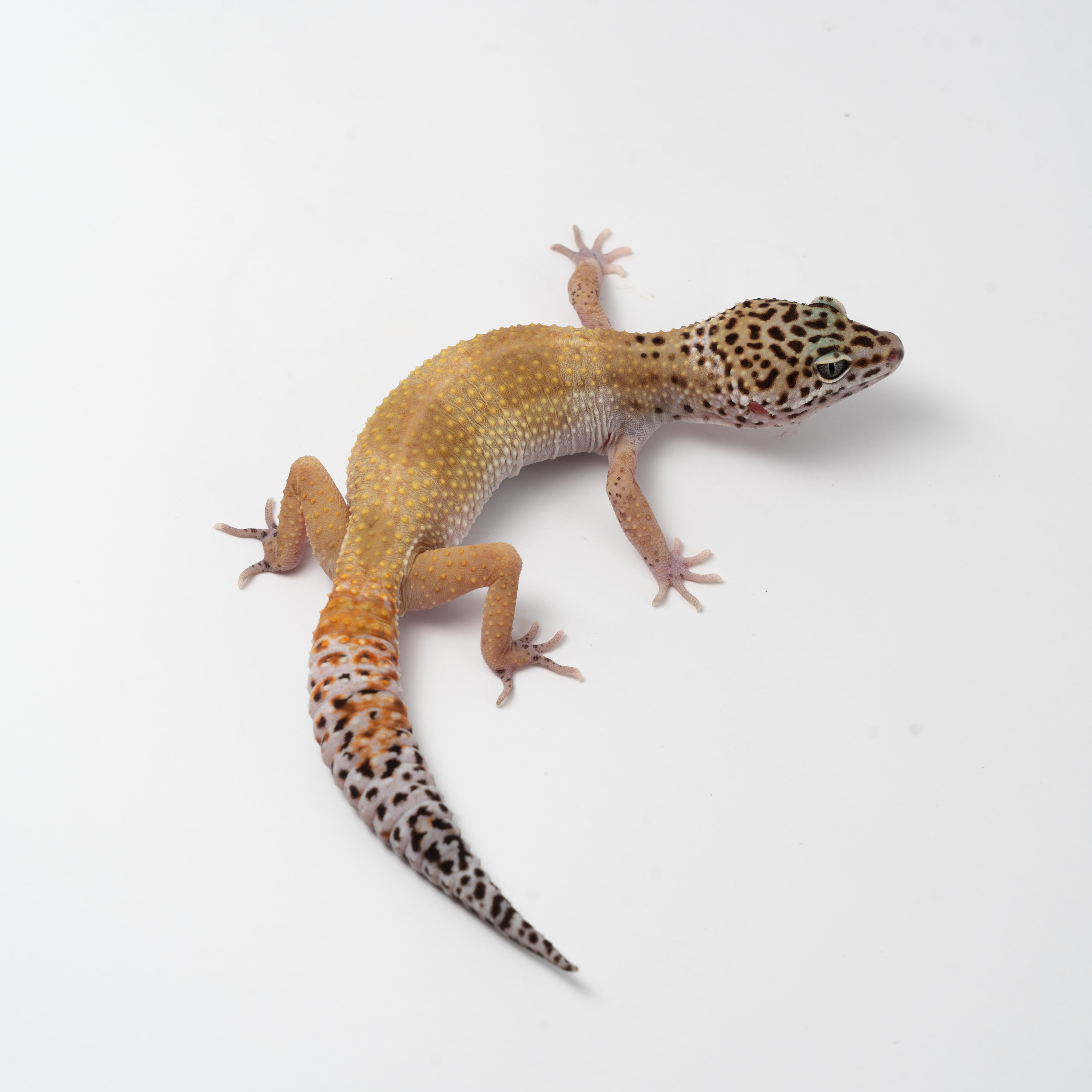 [M058] Snow het Raptor - USSI_OSAKA