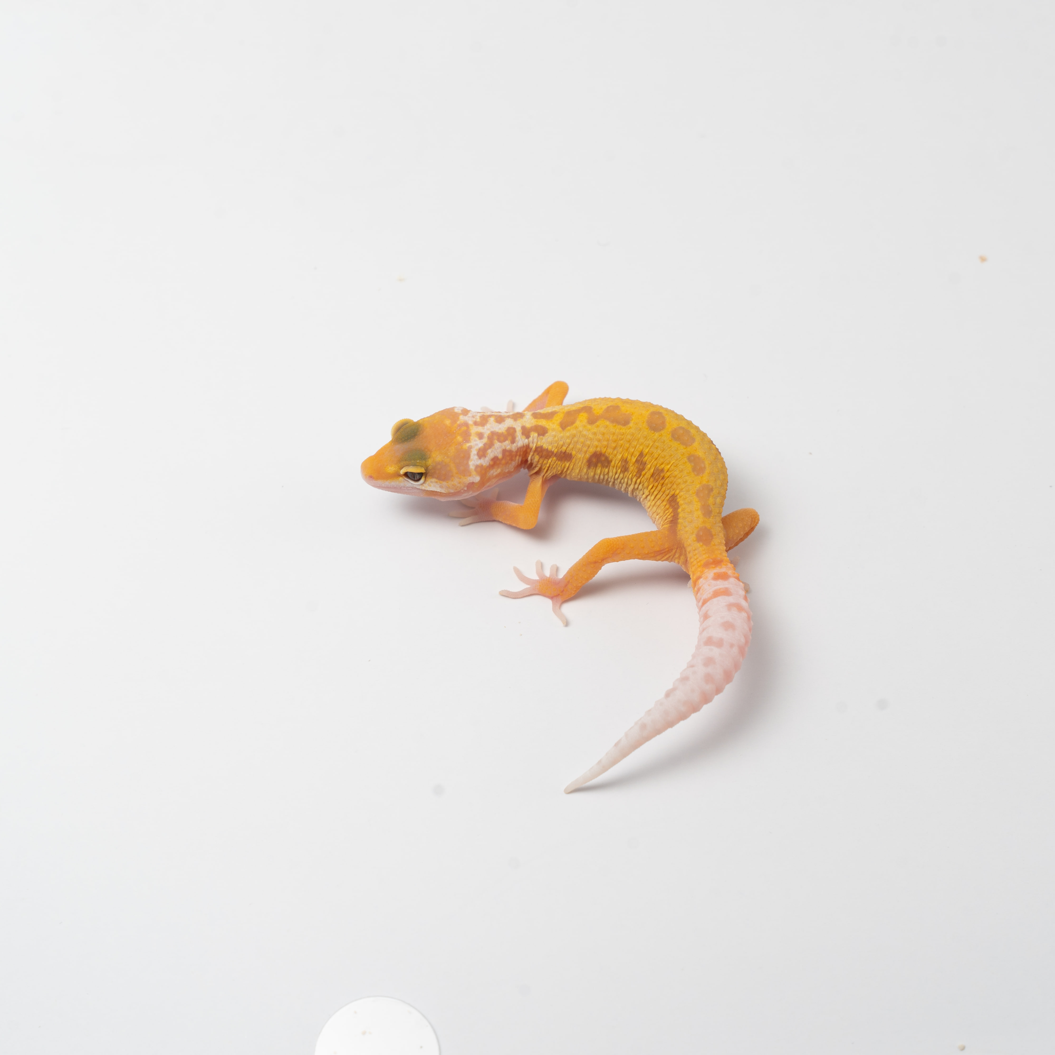 [M109] Rainwater Murphy Patty - USSI_OSAKA