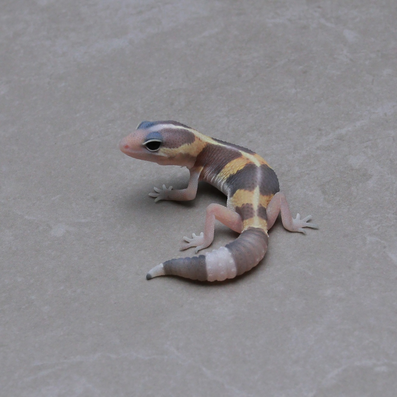 [CTS1223] Ghost - USSI_OSAKA