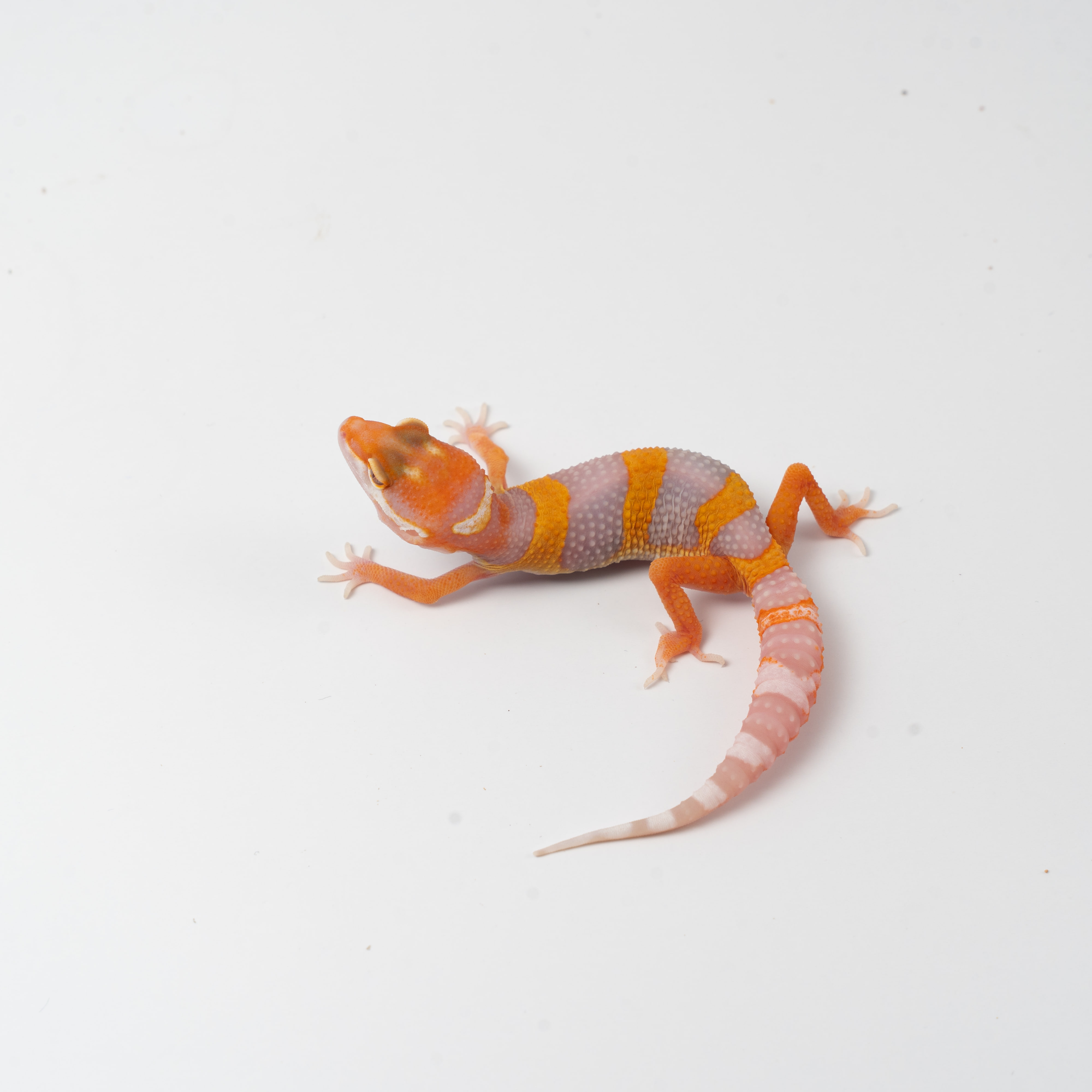 [M093] RedBone - USSI_OSAKA