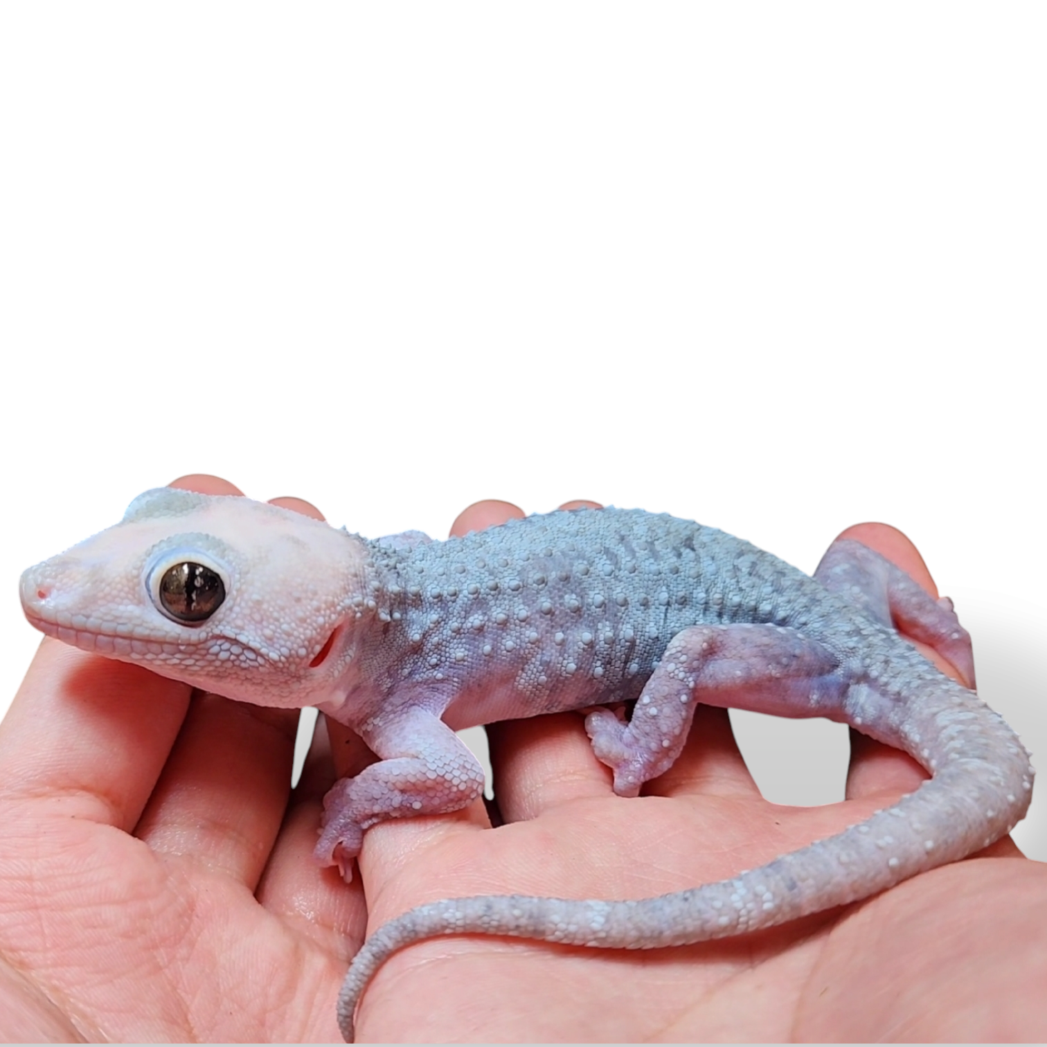 [TK044] Calico - USSI_OSAKA