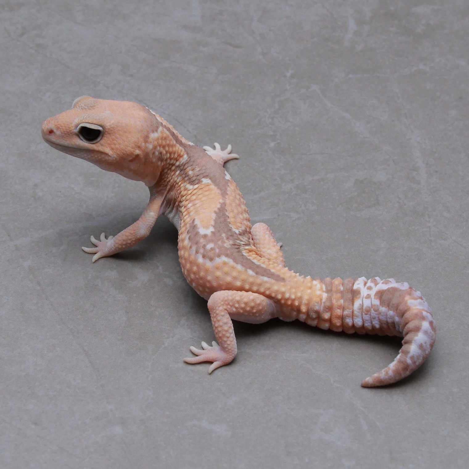 [CTS1455] Caramel Zulu (Het Ghost 50% Oreo) - USSI_OSAKA