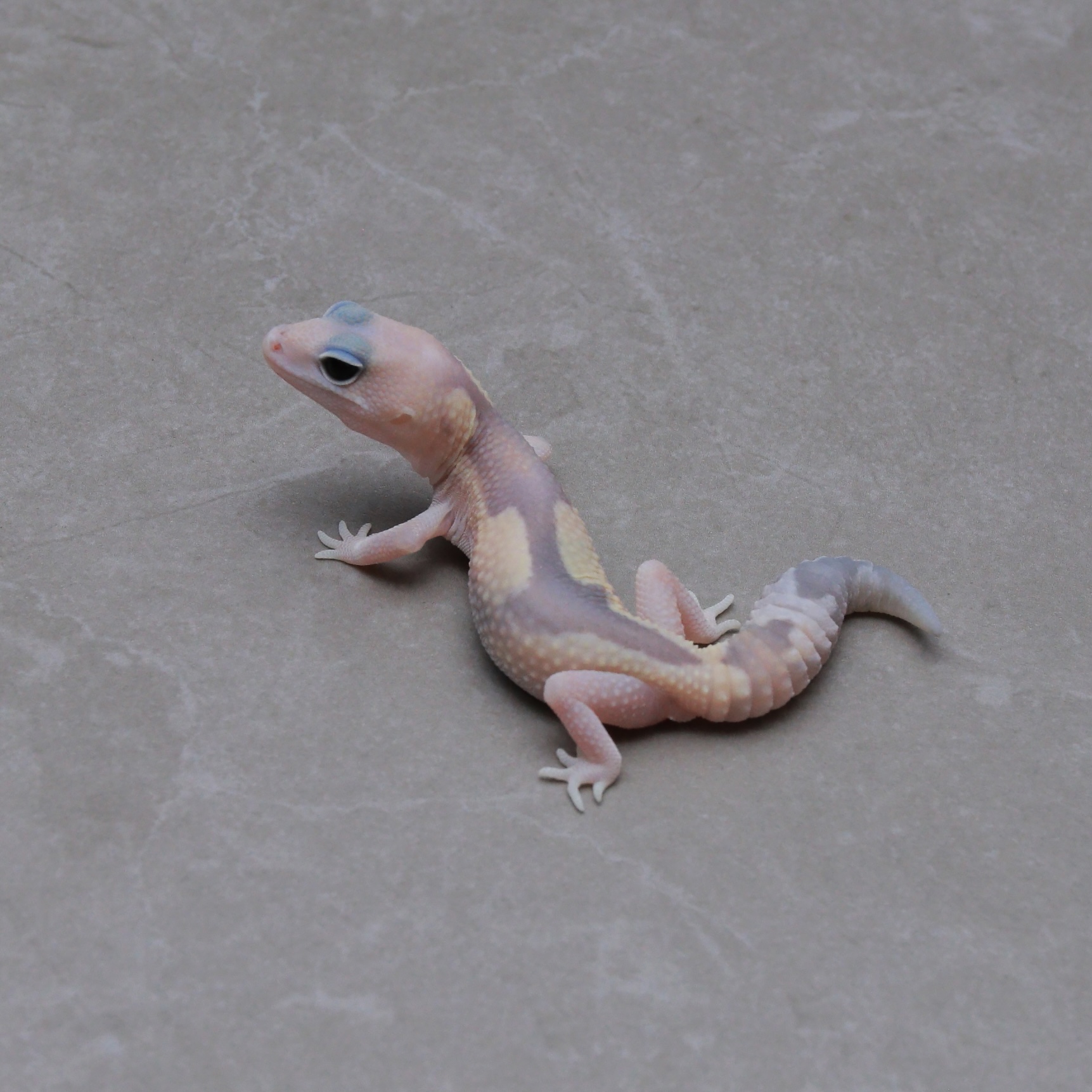 [CTS571] Ghost Zulu (66% Het Amelanistic Oreo) - USSI_OSAKA