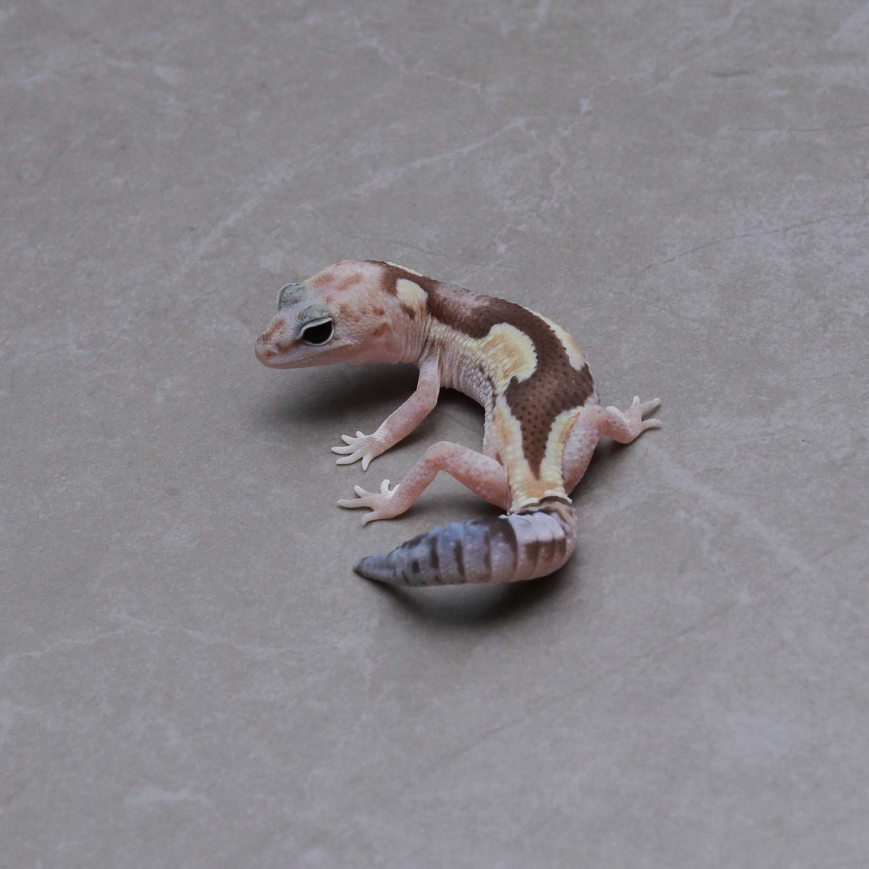 [CTS248] Zulu (Het Ghost Caramel Zulu 66% Oreo) - USSI_OSAKA