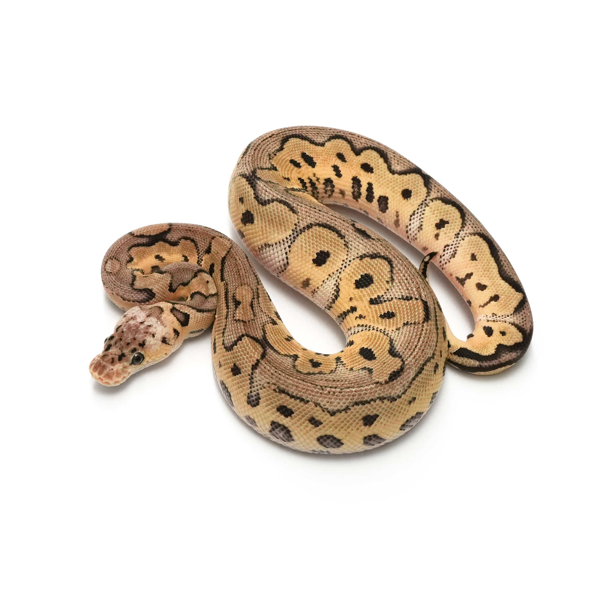 [F1596] Pastel Clown DH DG VPI Axanthic - USSI_OSAKA