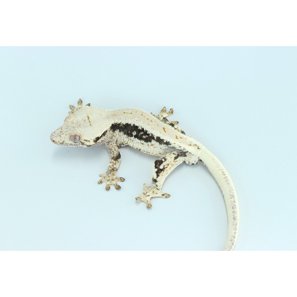 [SF633] lily - USSI_OSAKA