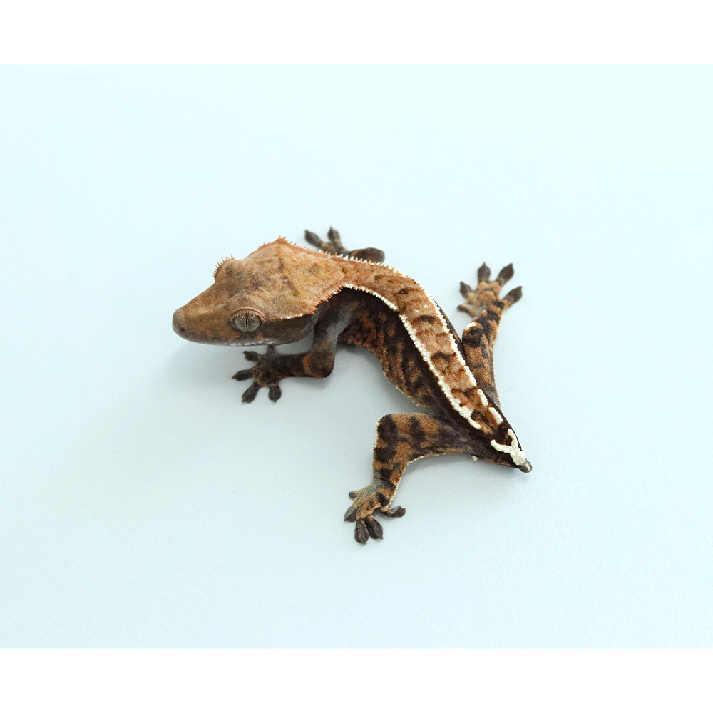 [SF603] Cappuccino - USSI_OSAKA