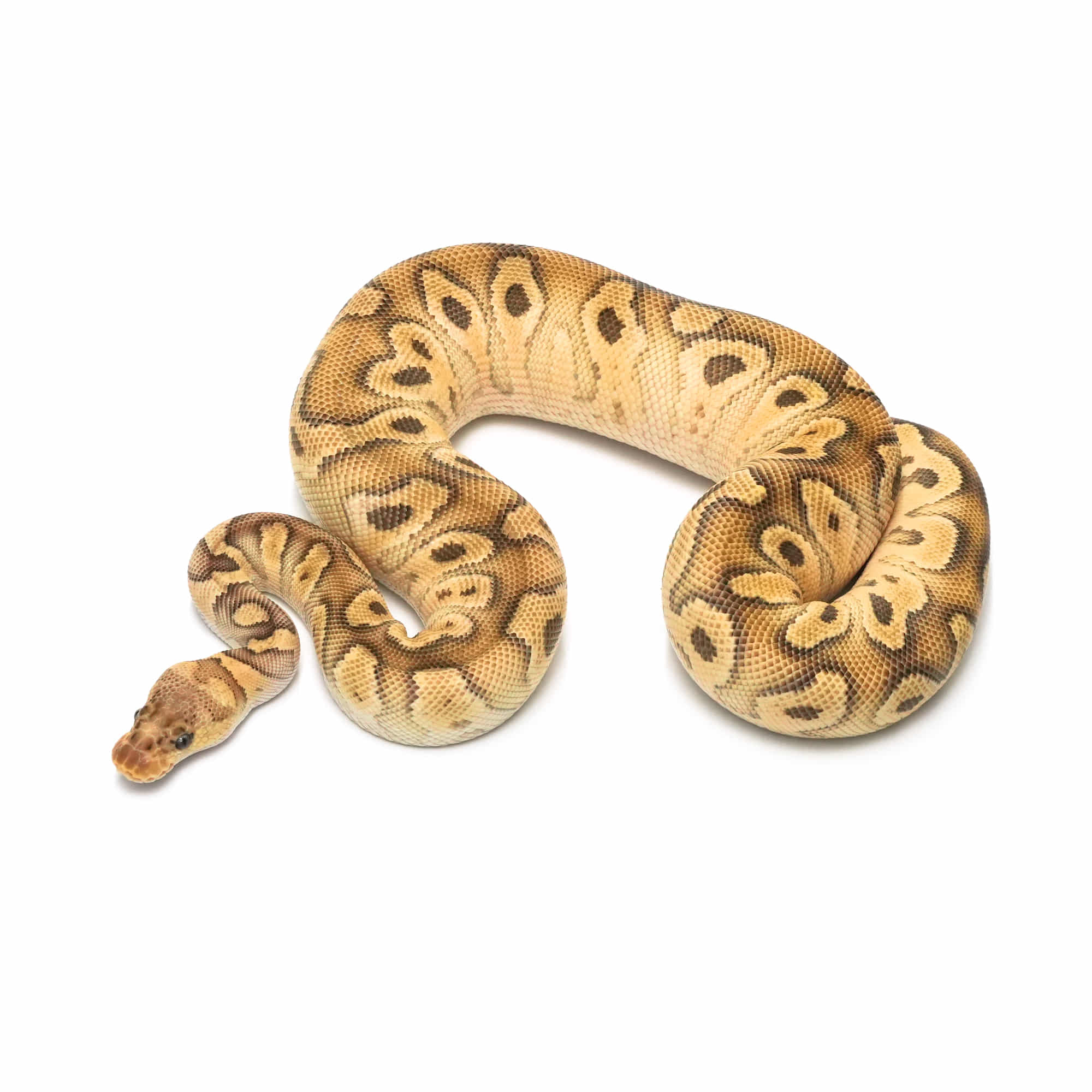 [F1614] Mojave Pastel Clown Het Sunset - USSI_OSAKA