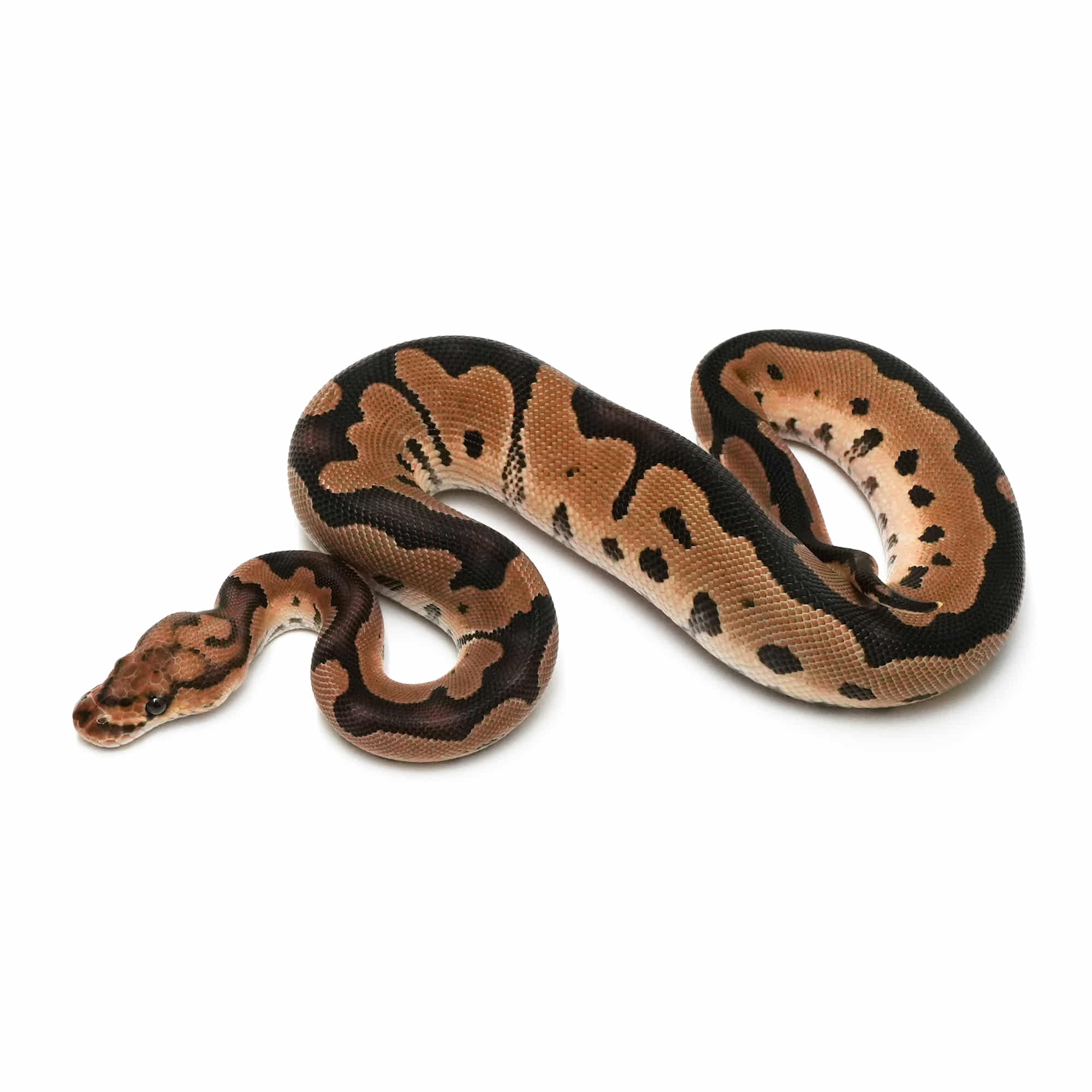 [F1518] Clown DH DG VPI Axanthic - USSI_OSAKA