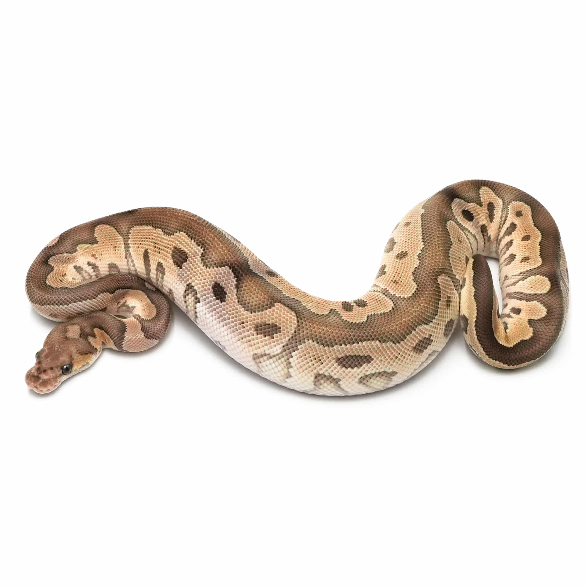 [F1532] Mojave Clown DH DG VPI Axanthic (Axanthic Paradox) - USSI_OSAKA