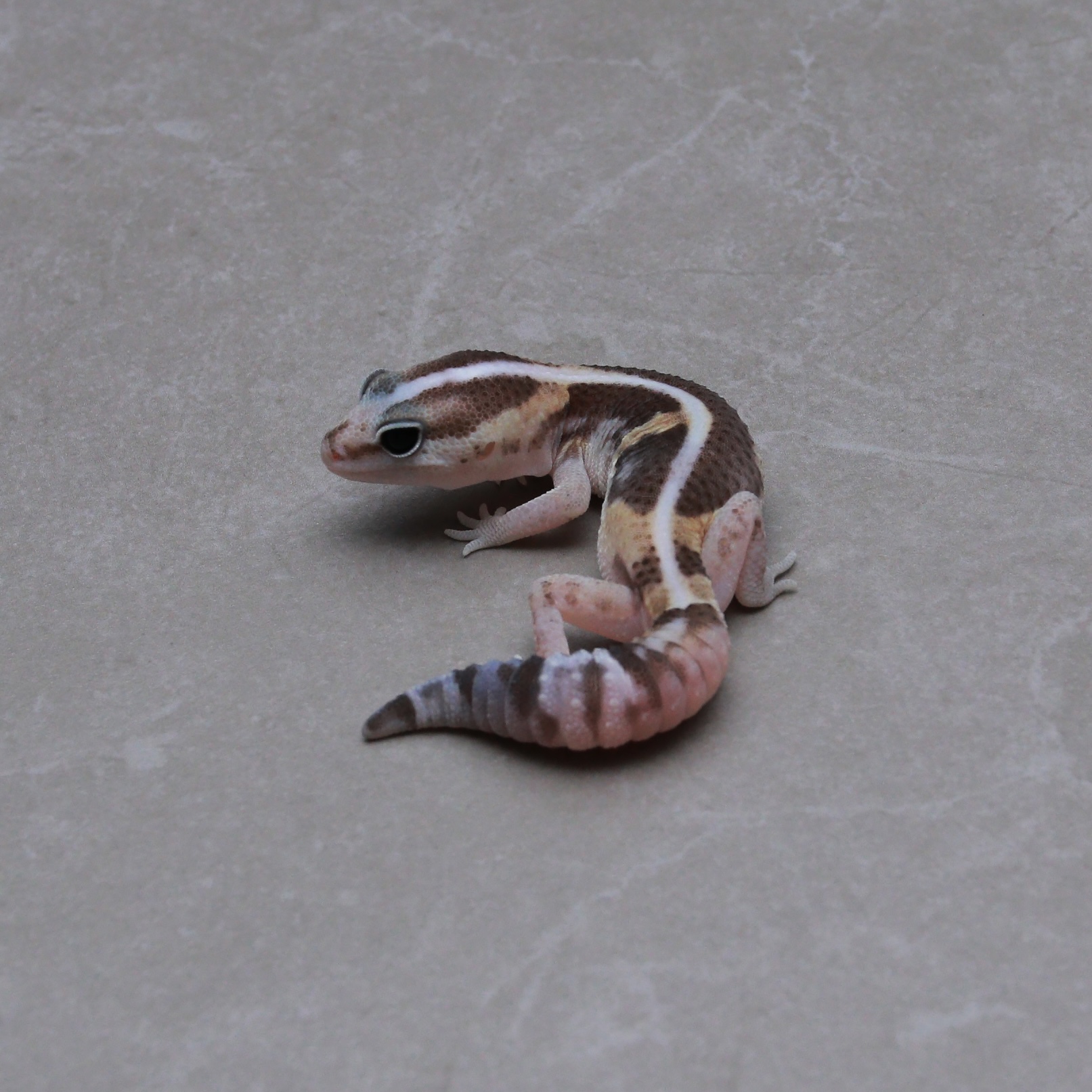 [CTS266] Zero (Het LAKBINO Ghost Oreo) - USSI_OSAKA