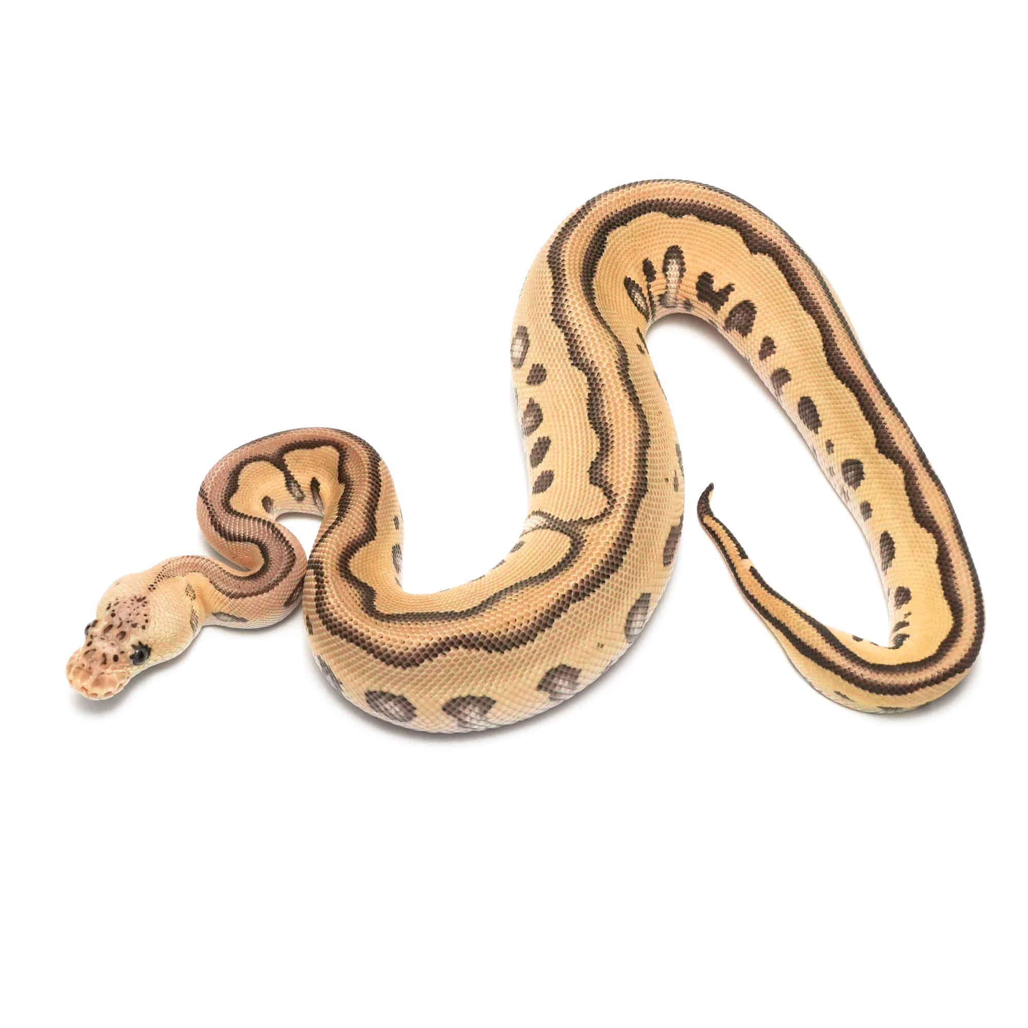[F1584] Leopard Mojave Pastel Clown DH DG VPI Axanthic - USSI_OSAKA