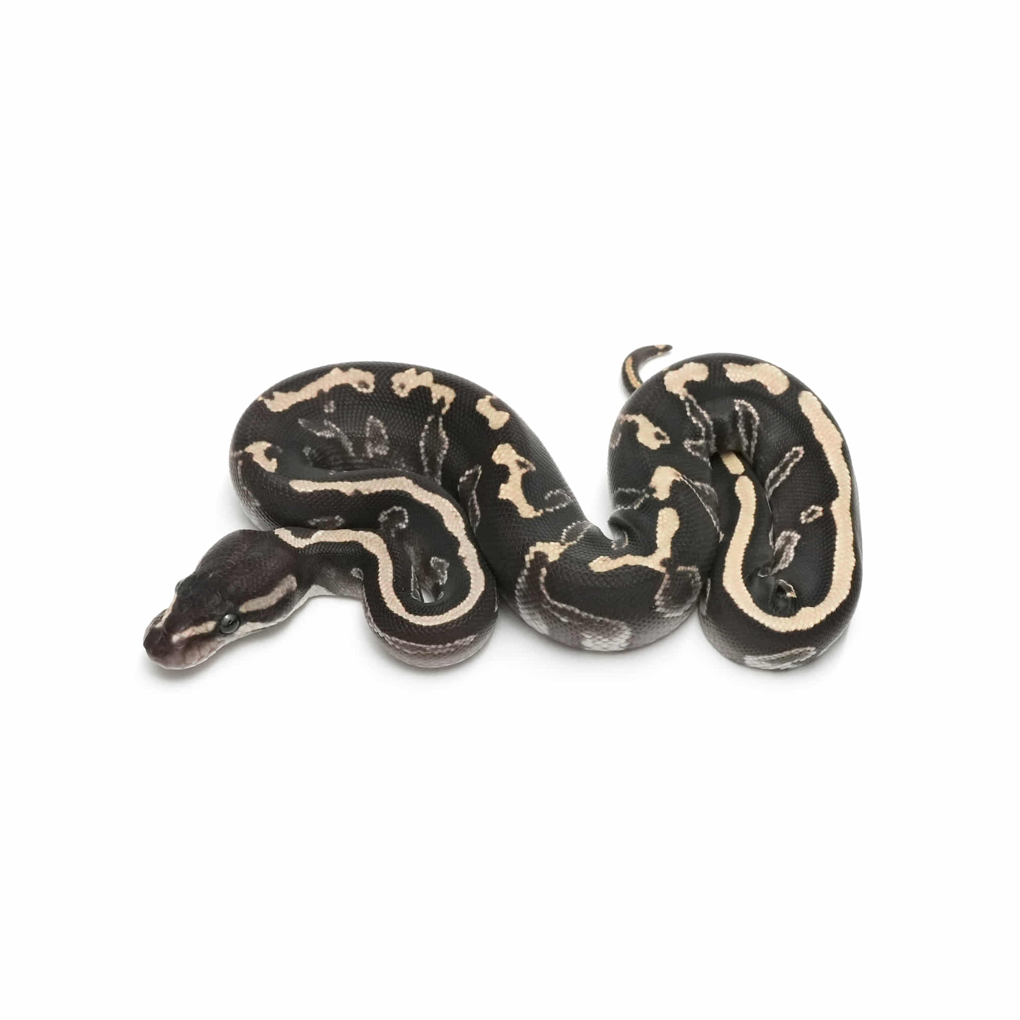 [F1660] GHI Leopard Mojave DH Ghost Ultramel 50%DG - USSI_OSAKA