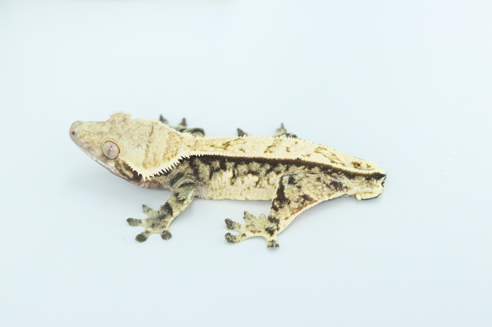 [SF708] Normal - USSI_OSAKA