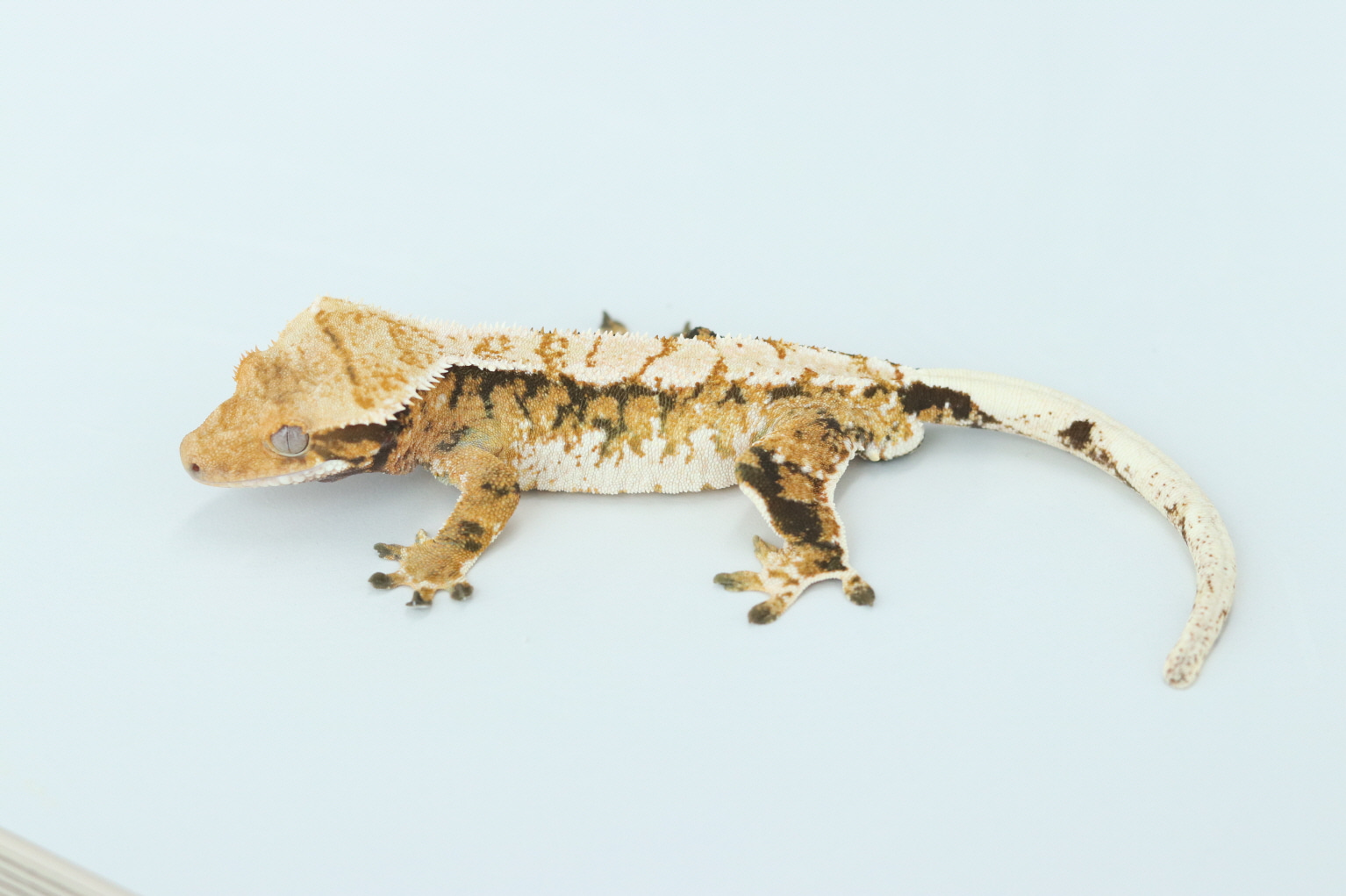 [SF743] Normal - USSI_OSAKA