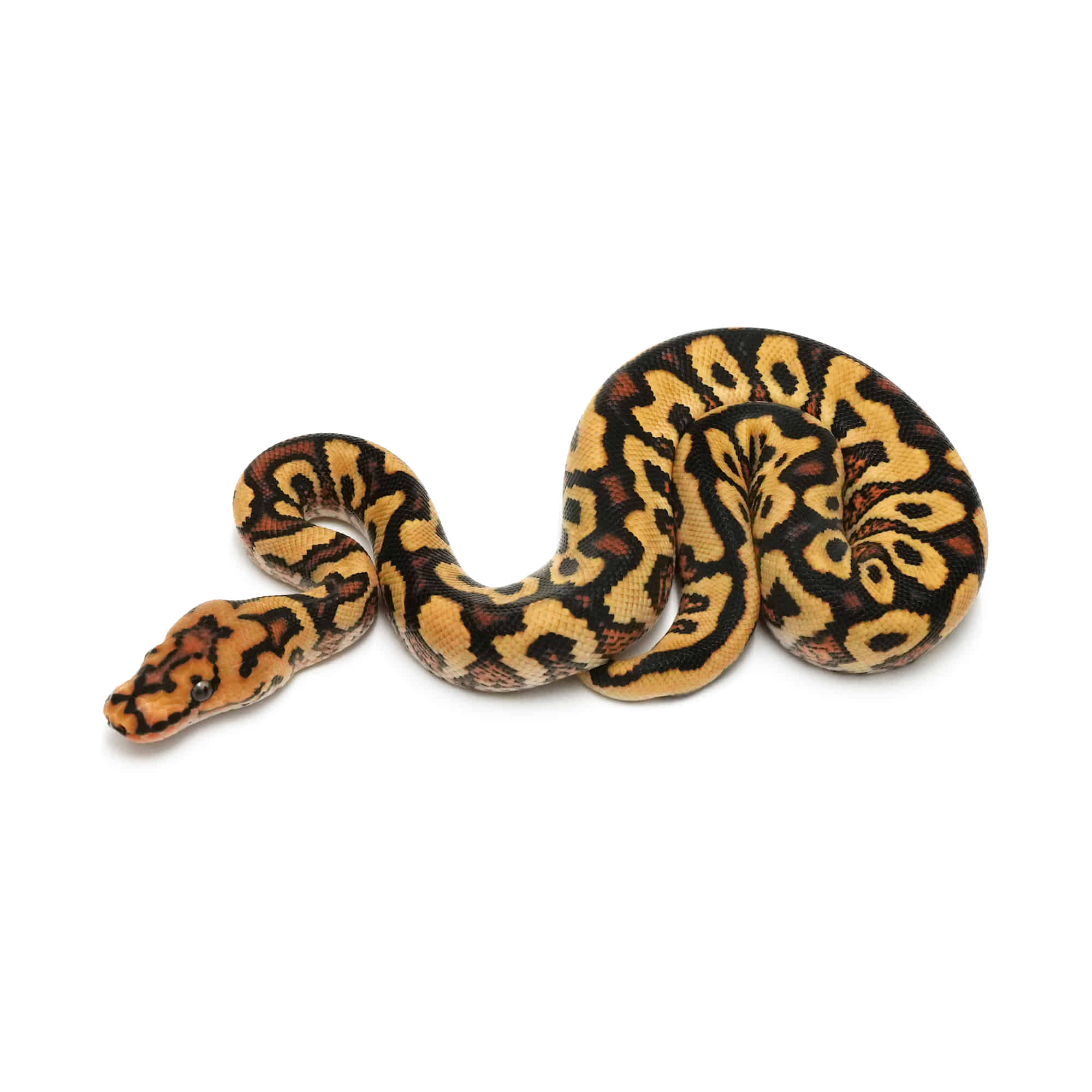 [F1761] Redstripe Spotnose YB Clown Het DG 66%Hypo - USSI_OSAKA