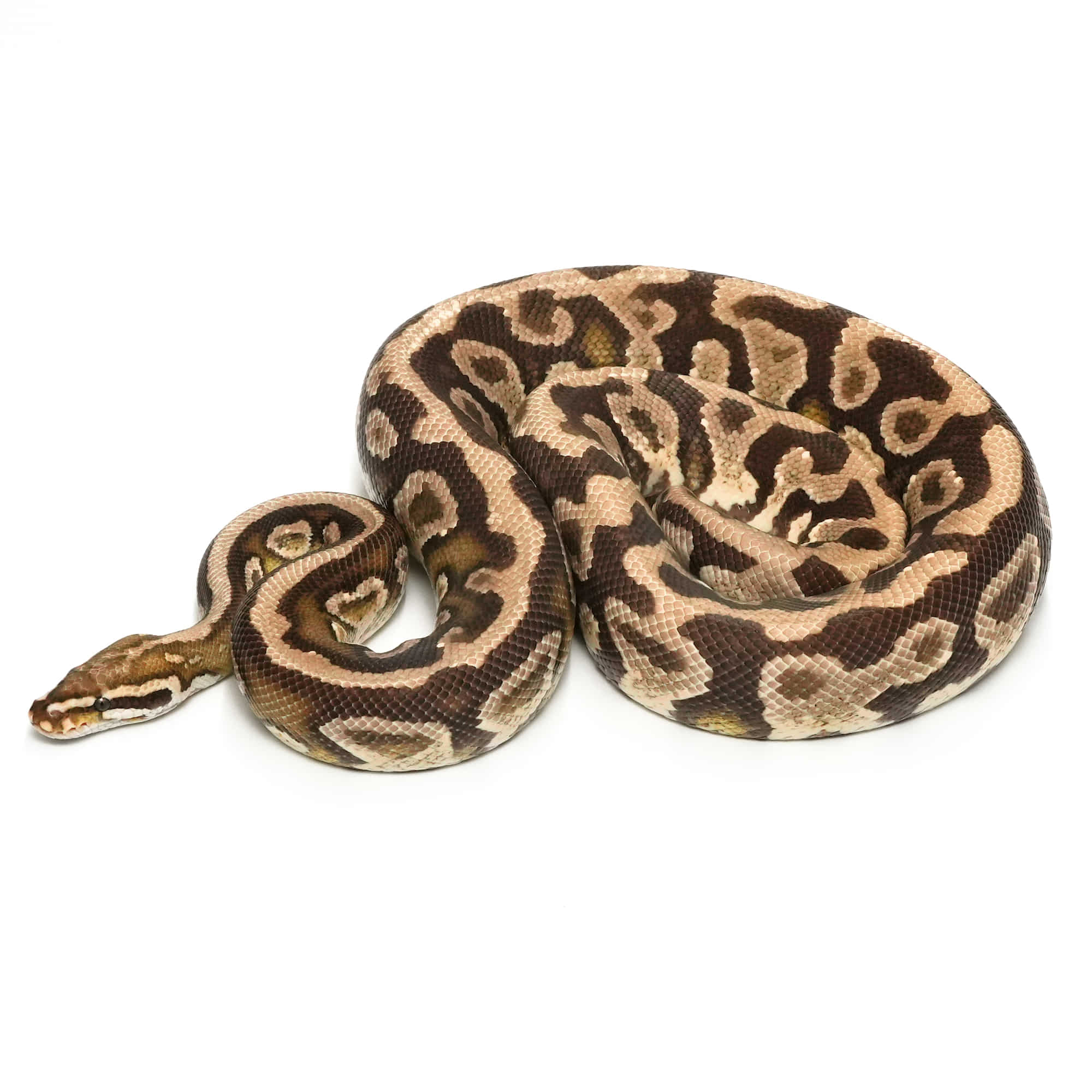 [F1763] Hurricane Fire Spotnose DH DG Clown (PB) - USSI_OSAKA