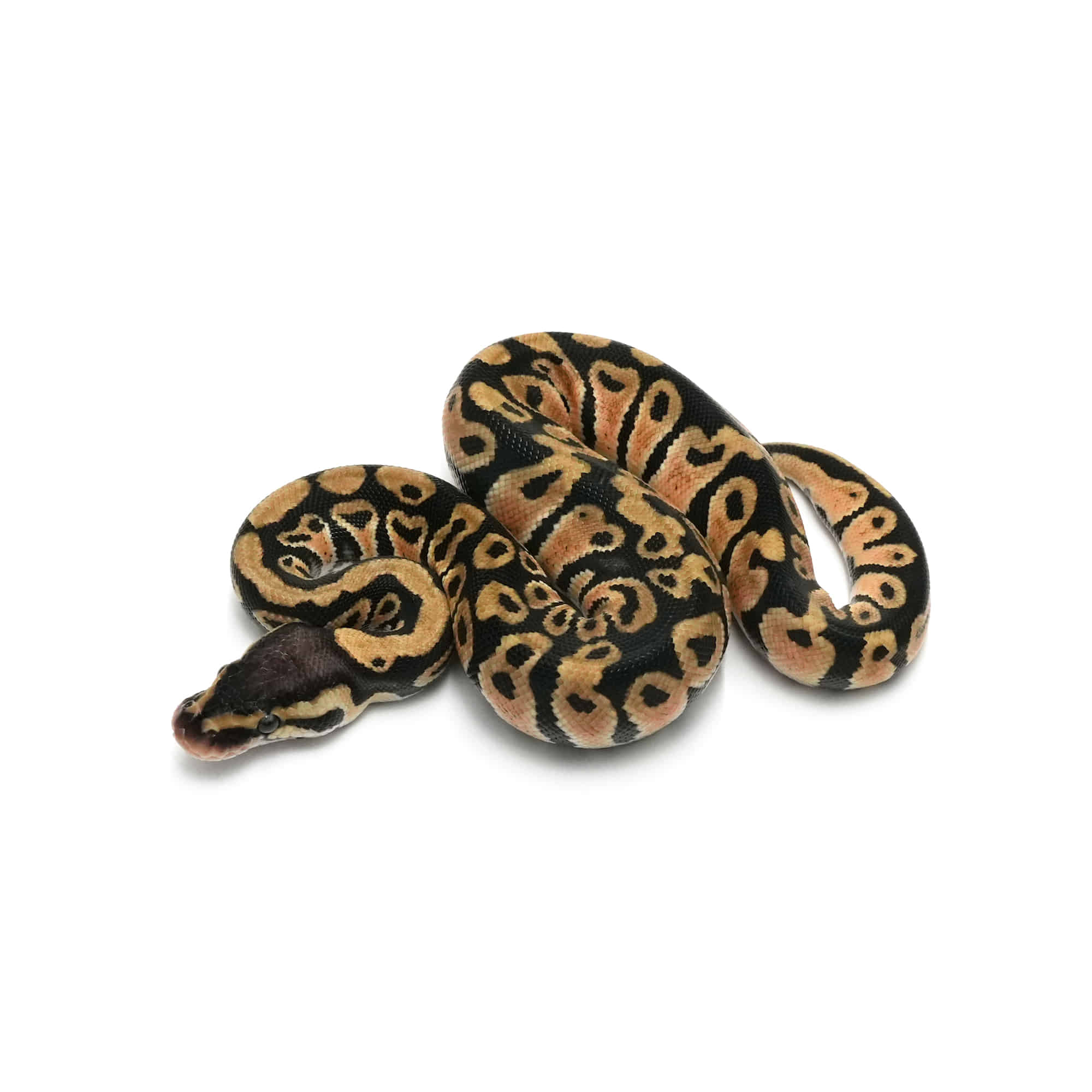 [F1848] Pastel TH Axanthic(Black&TSK) DG Clown (Dinker Clutch) - USSI_OSAKA