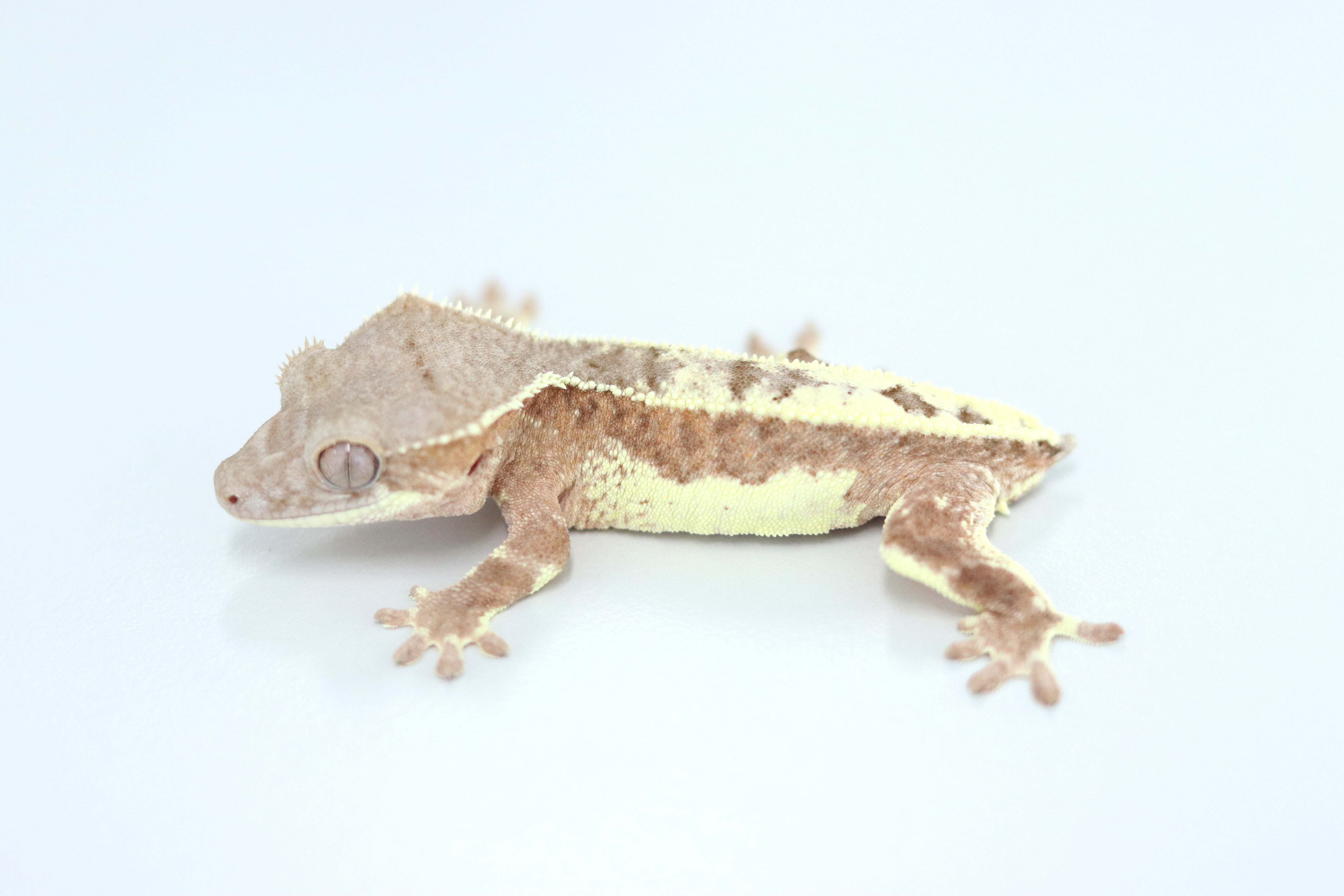 [SF812] Frappuccino - USSI_OSAKA