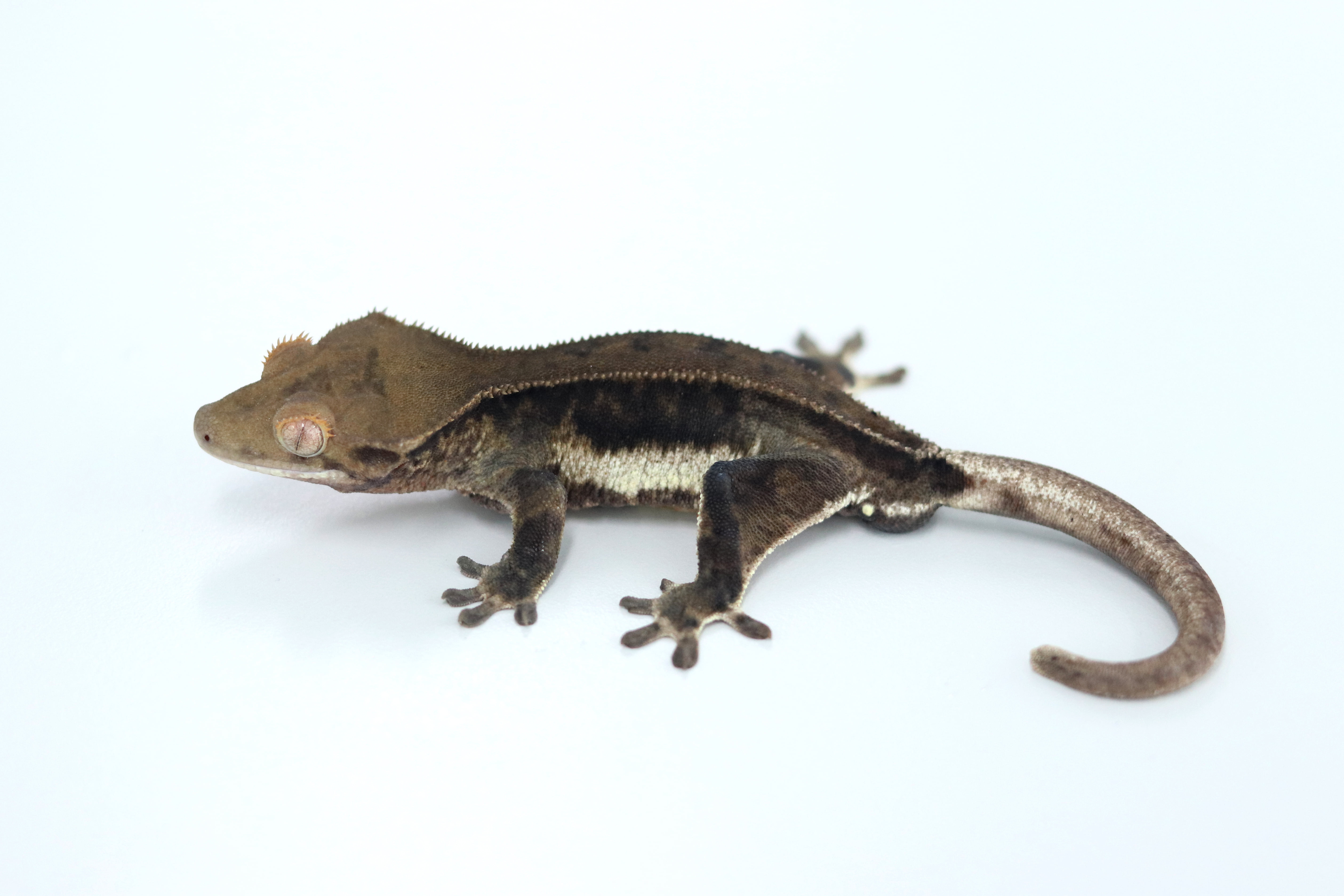 [SF808] lily - USSI_OSAKA