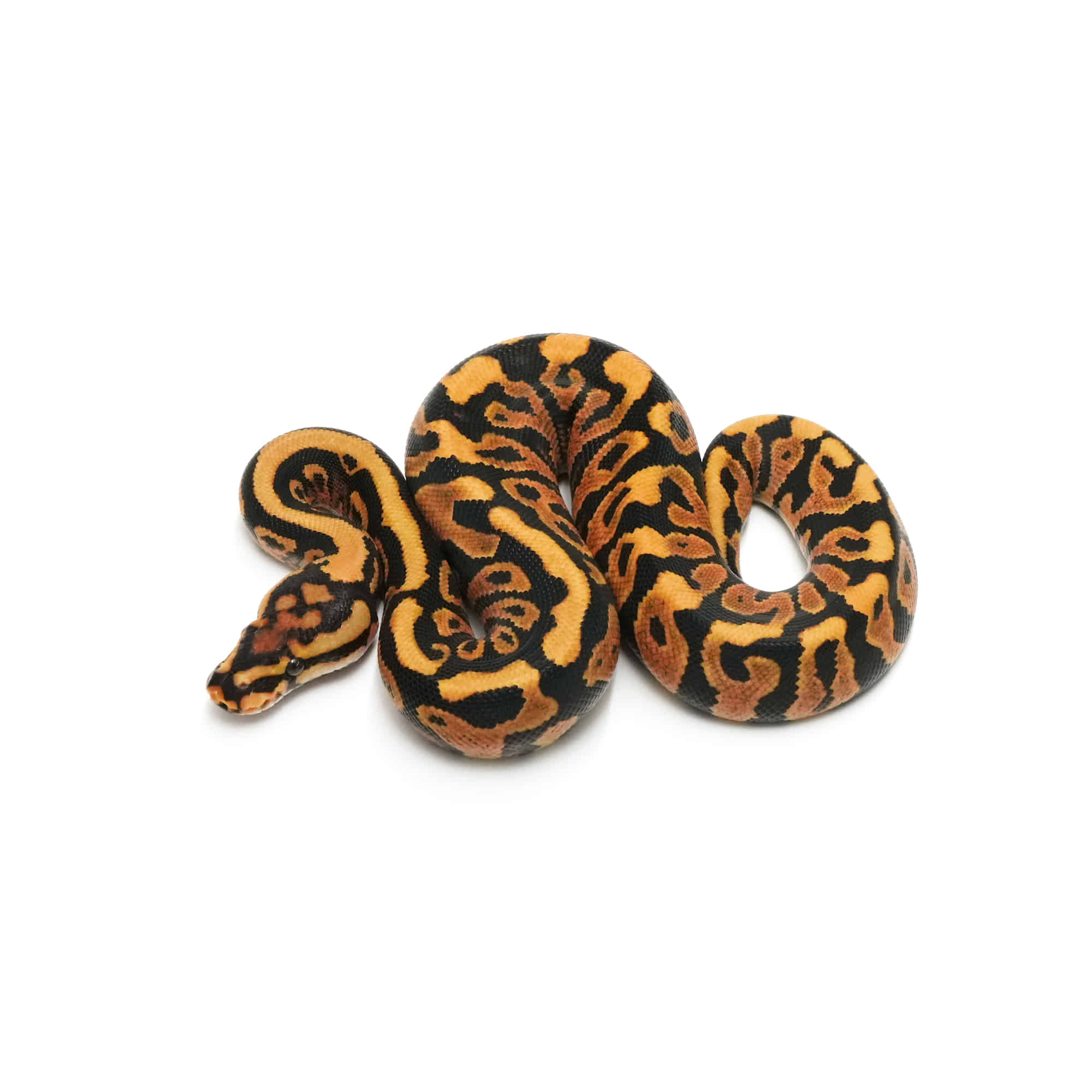 [F2061] Spotnose Het Clown - USSI_OSAKA