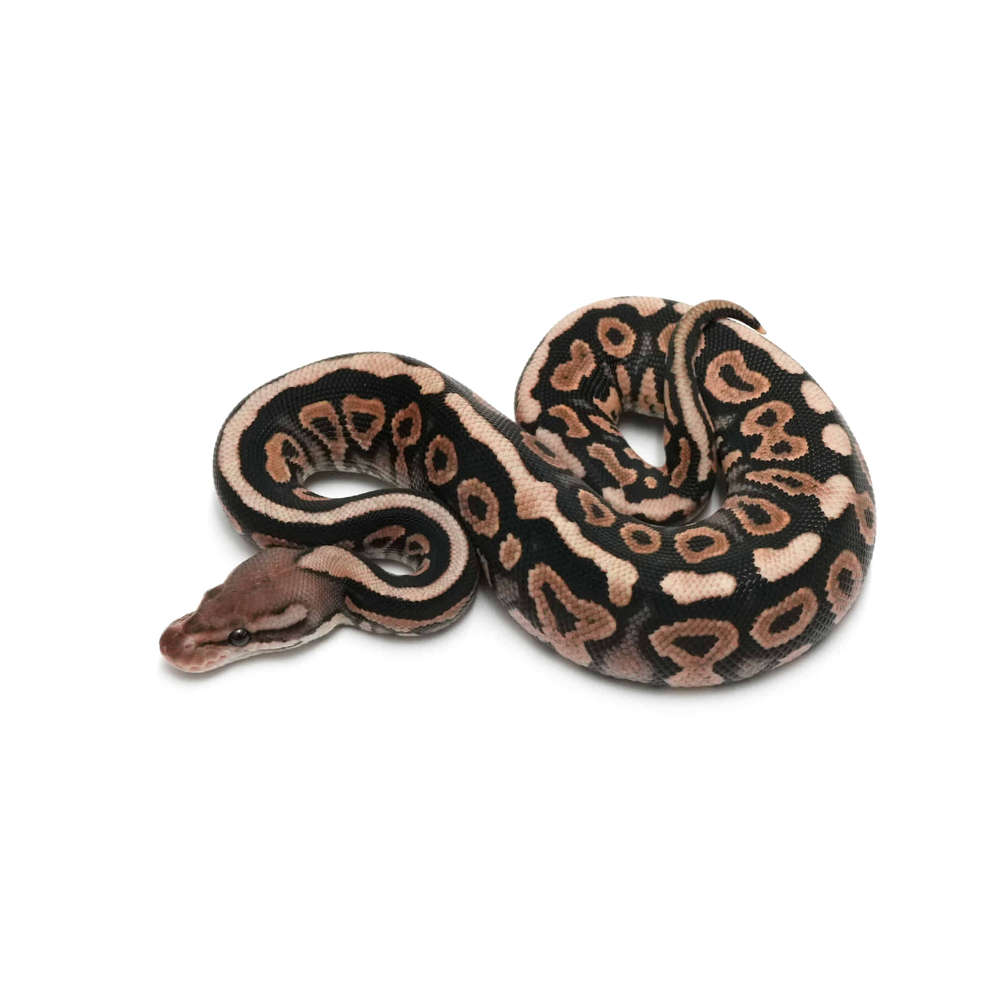 [F2065] Cinnamon Spotnose Het Clown - USSI_OSAKA