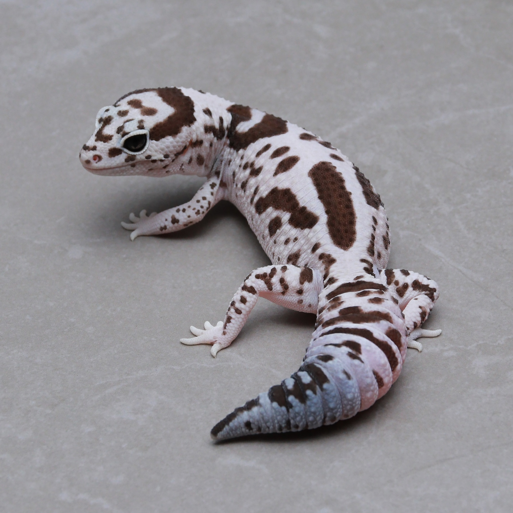 [CT725] Whiteout Oreo (Het LAKBINO) - USSI_OSAKA