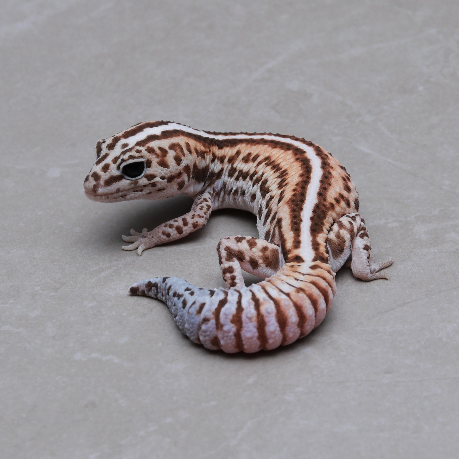 [CTB1] Whiteout Patternless (Het Ghost 66% Oreo) - USSI_OSAKA