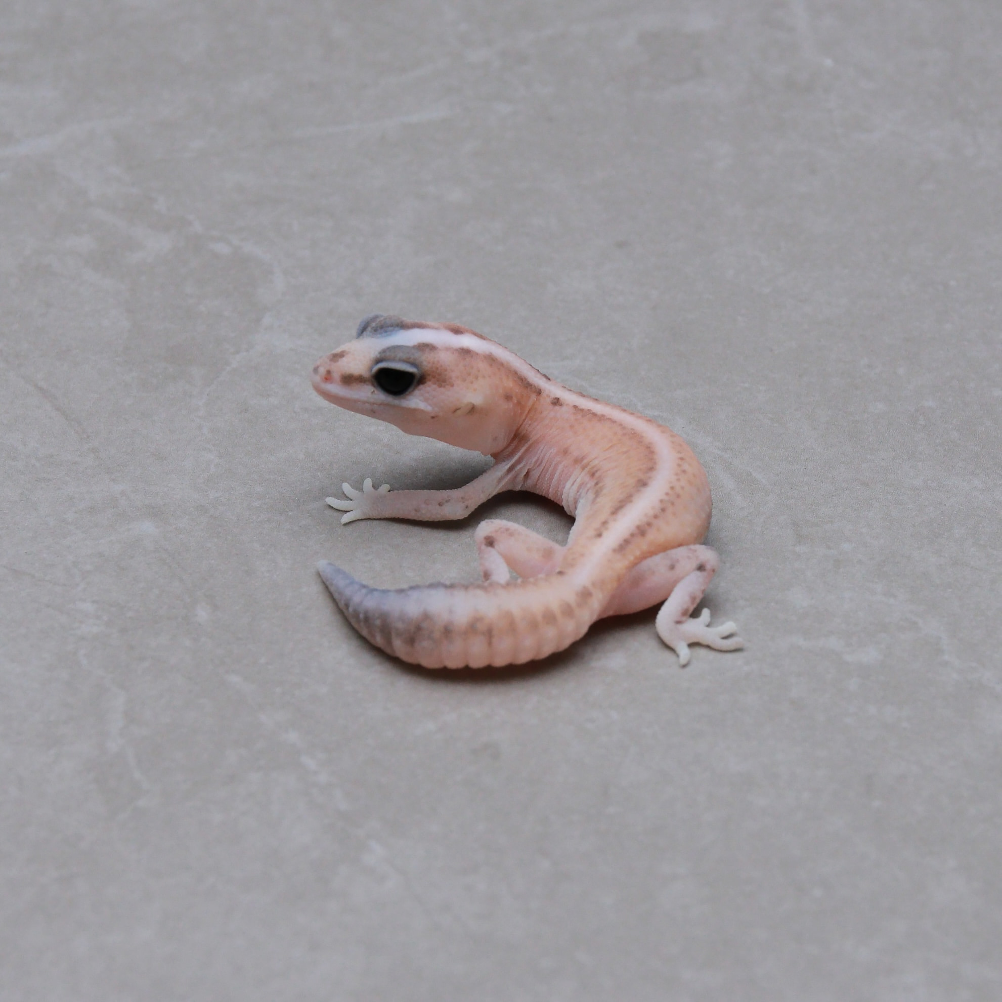 [CT1516Q] Patternless - USSI_OSAKA