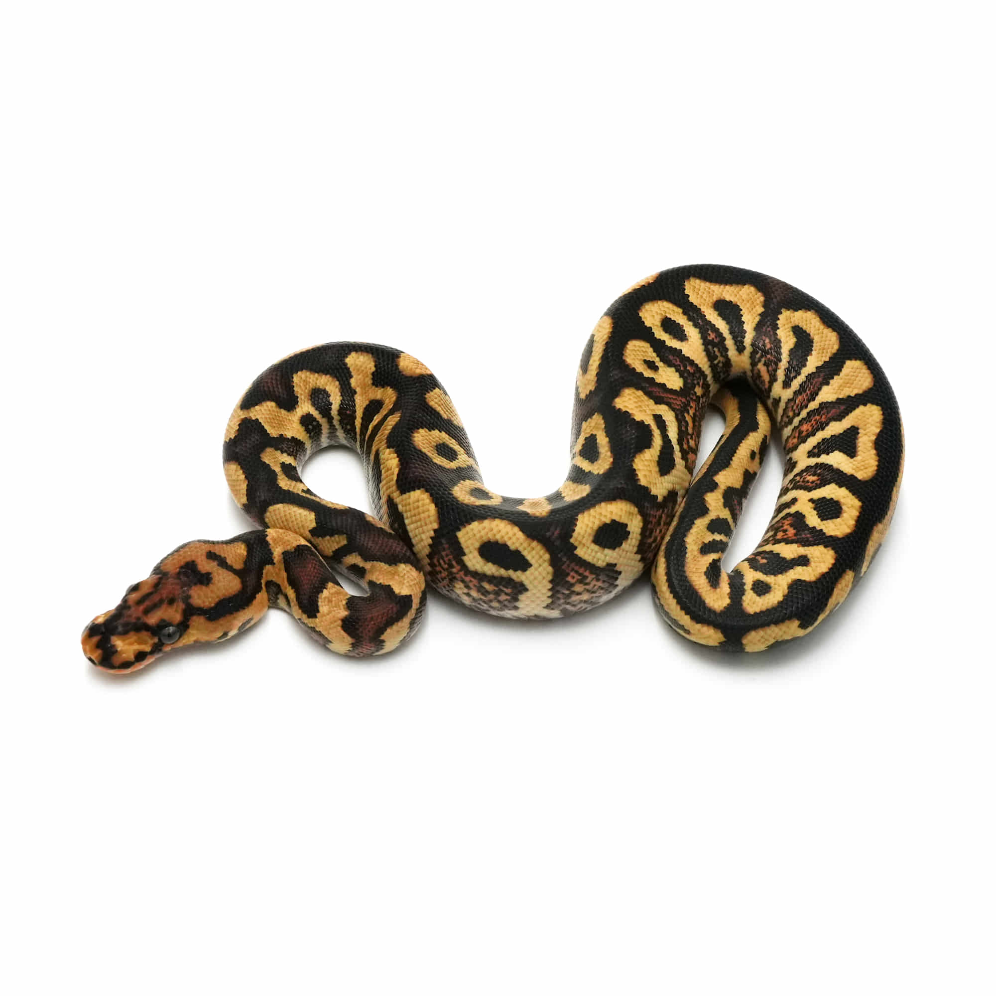 [F2340] Spotnose YB Clown Het Hypo 66%DG 50%GS - USSI_OSAKA