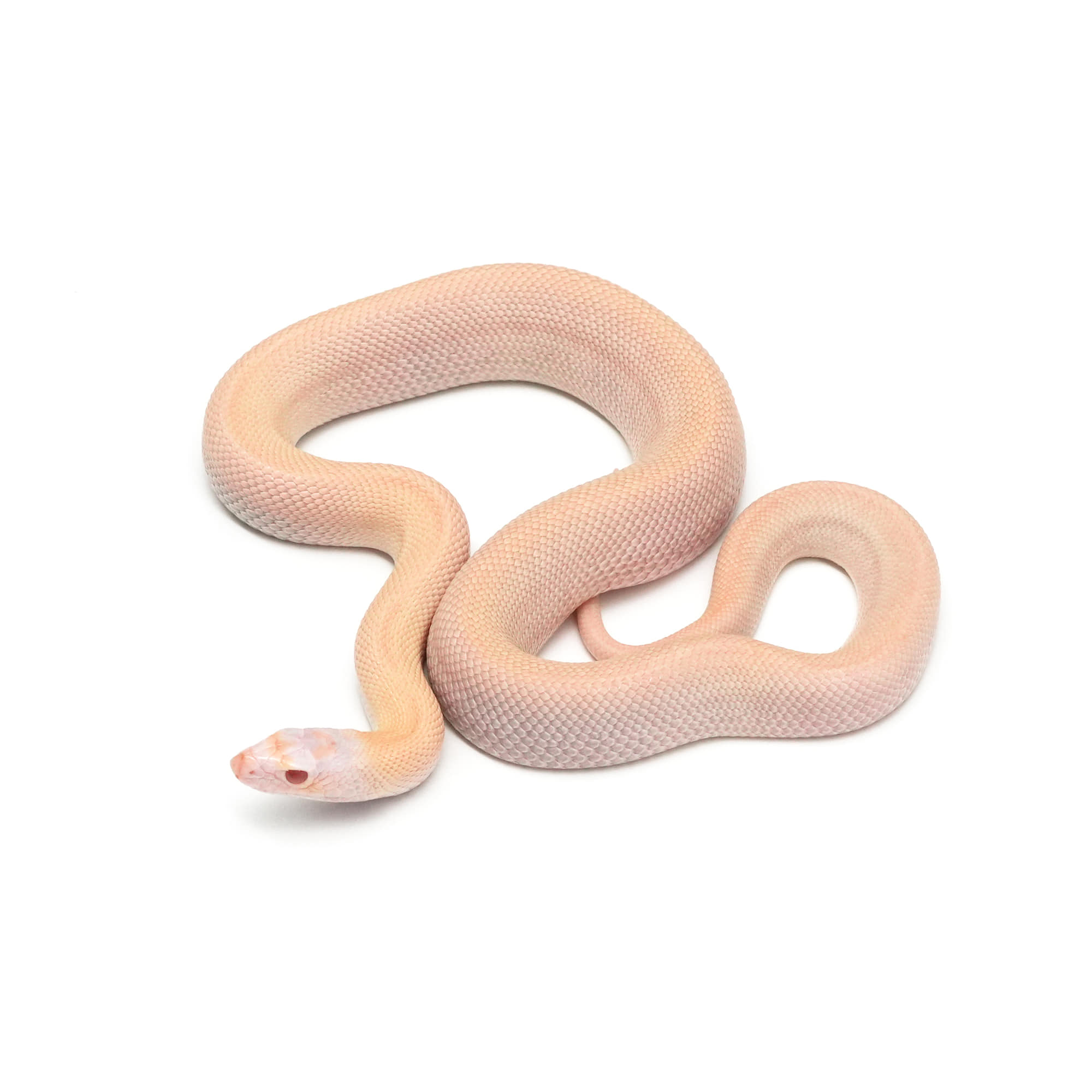 [F2531] Albino Patternless WS Bull Snake - USSI_OSAKA