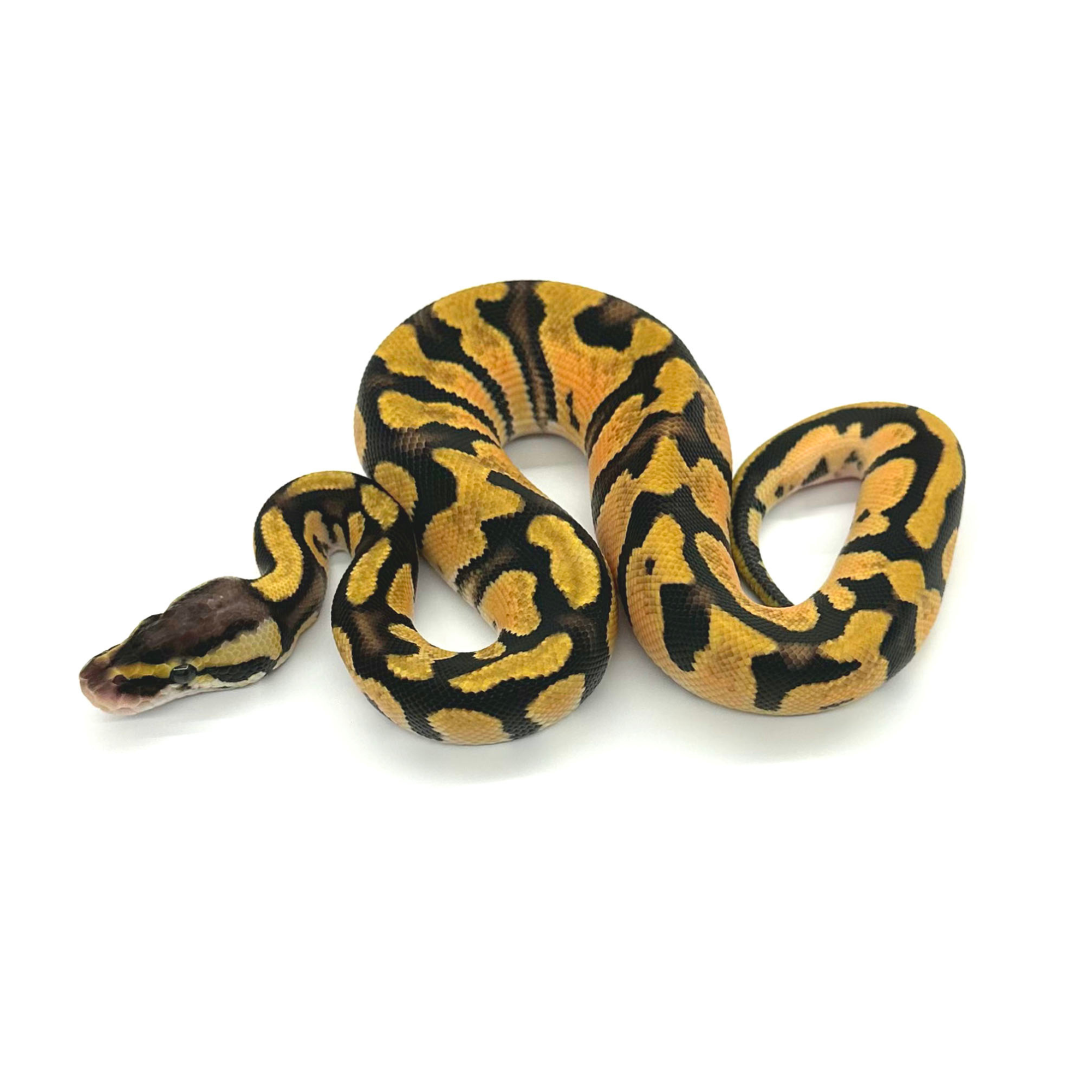 [C471] Pastel 66% DG - USSI_OSAKA