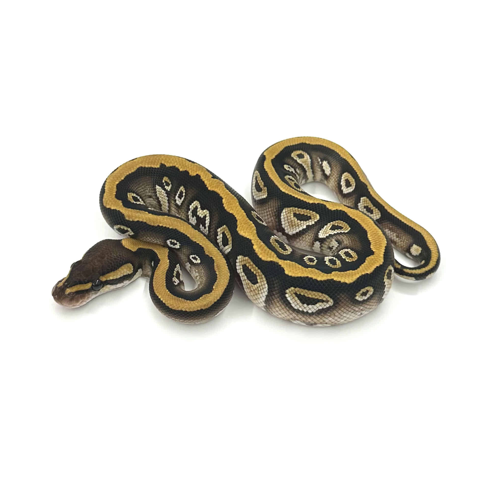 [C565] Phantom Cypress Het Clown - USSI_OSAKA