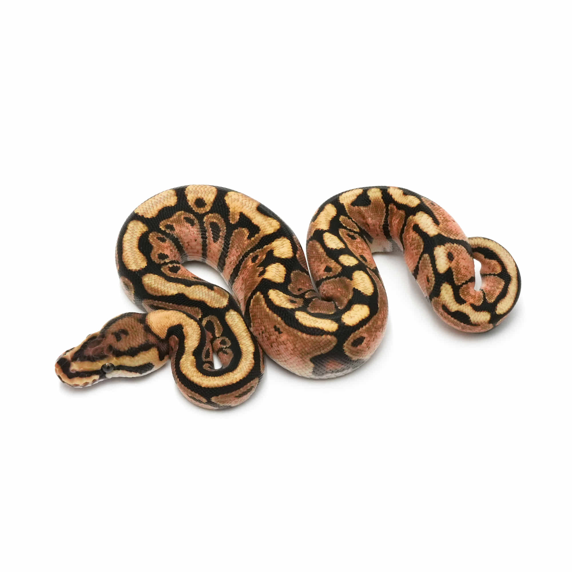 [F2858] Enchi Spotnose Het Clown - USSI_OSAKA