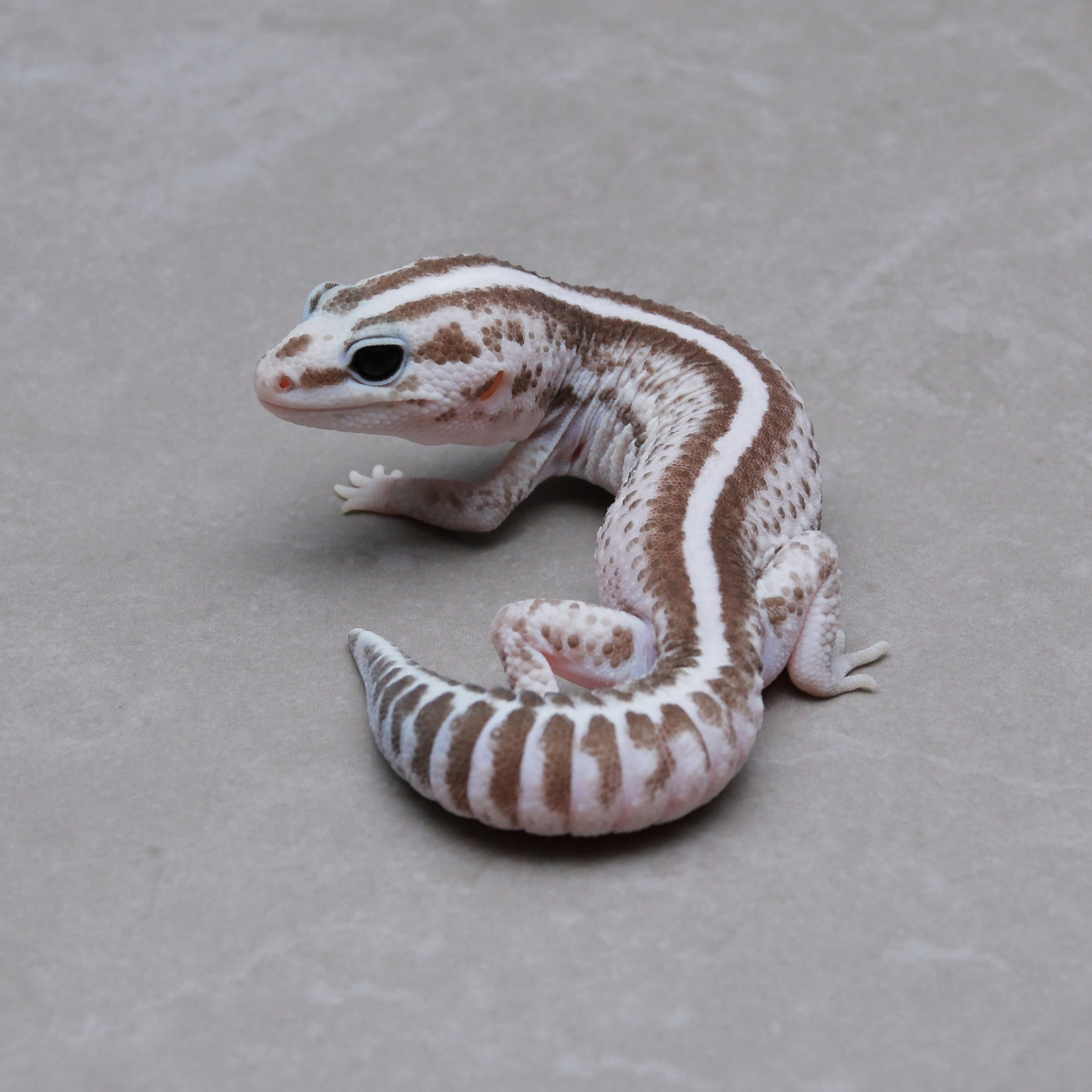 [CT344] Oreo Patternless (Het Ghost) - USSI_OSAKA