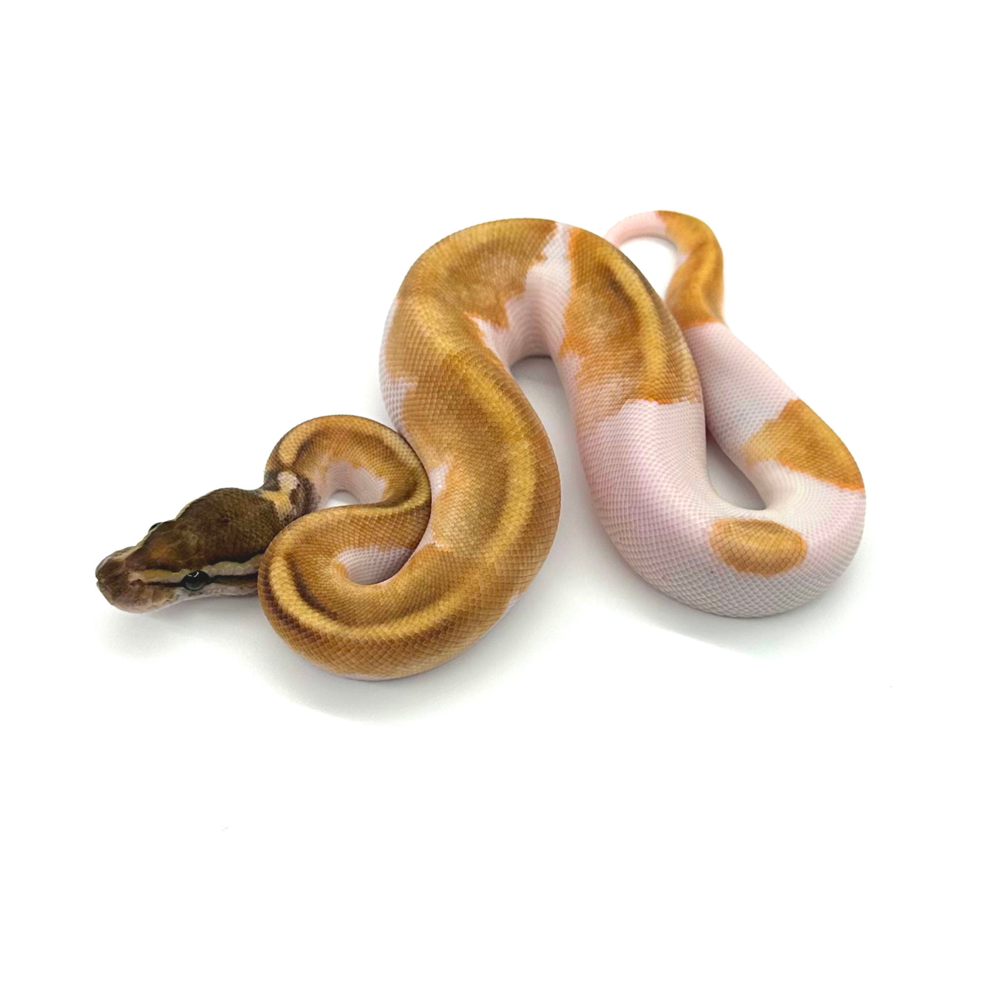[C480] Mojave Enchi Pied 66% Axanthic(MJ) - USSI_OSAKA