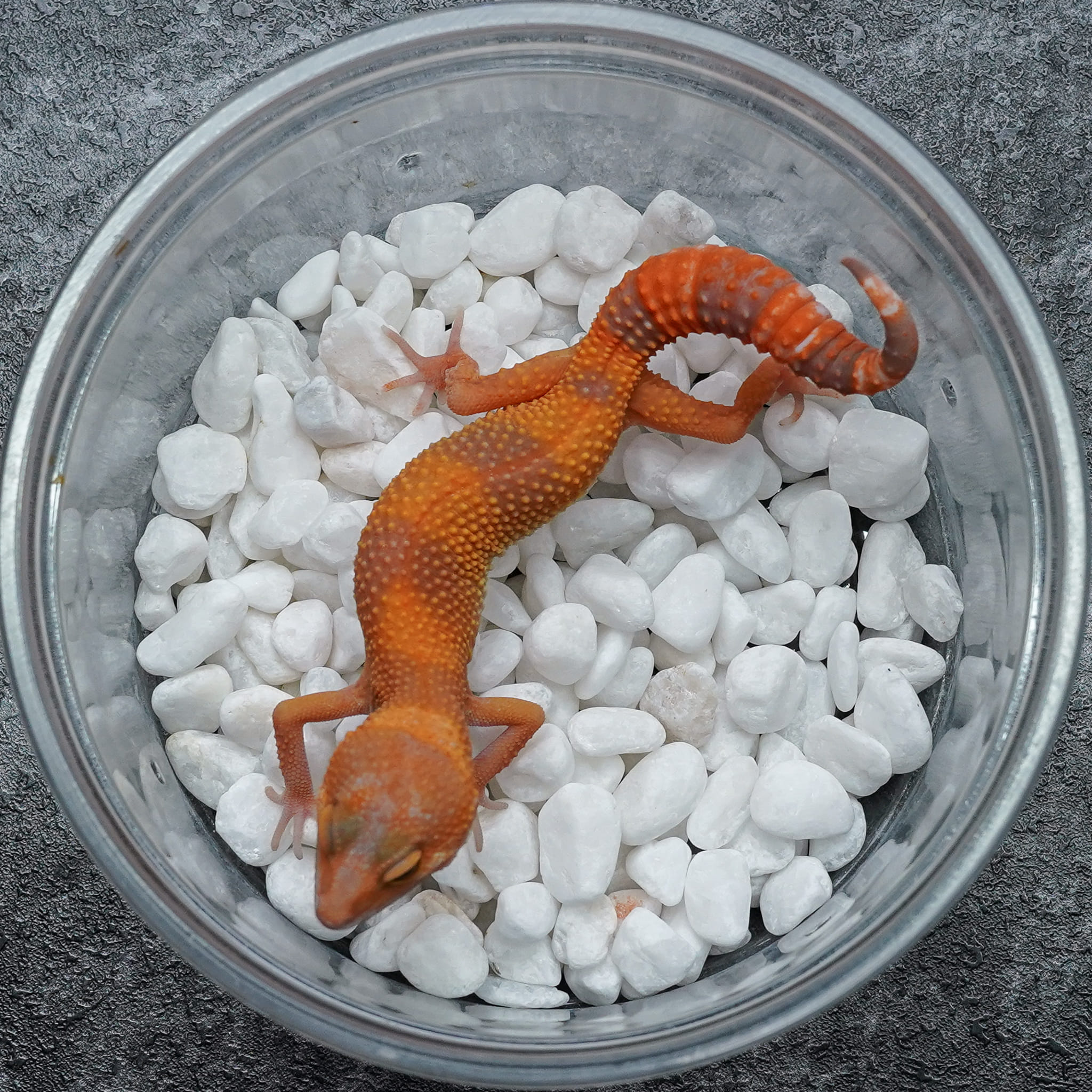 取り寄せリスト - アルビノ系 - USSI_OSAKA