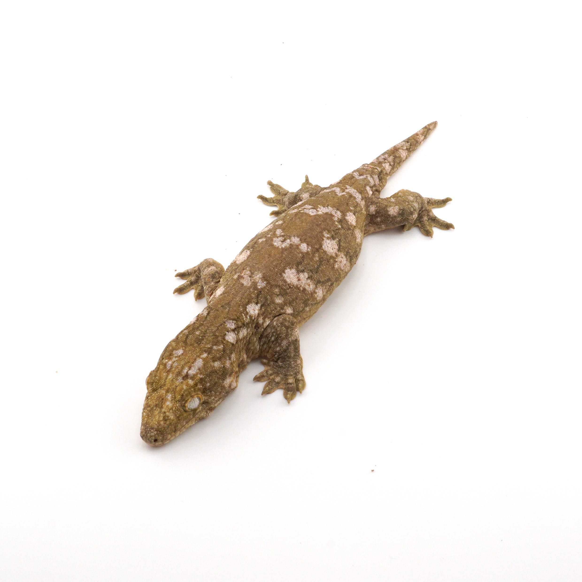 店頭リスト - グランテラ - USSI_OSAKA