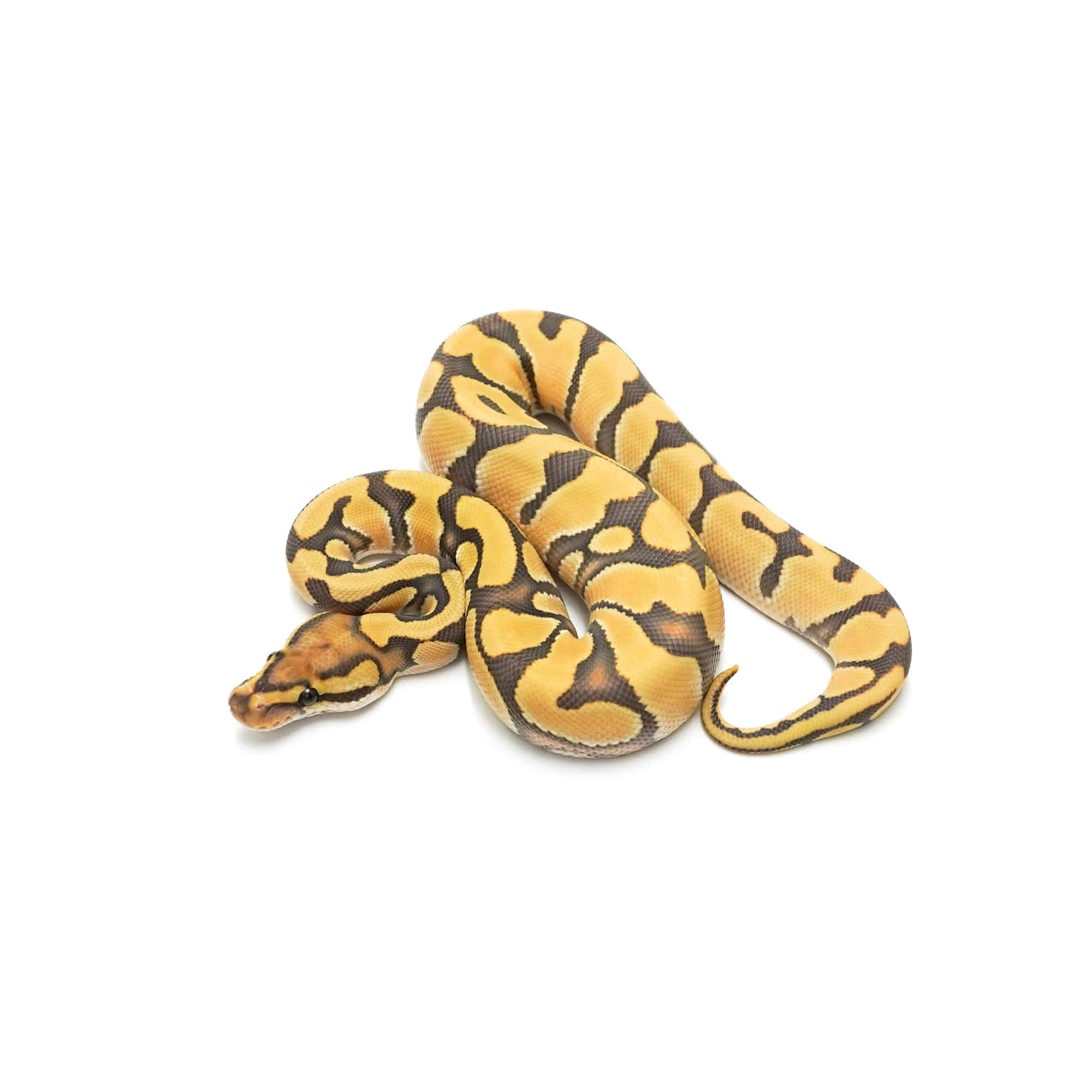 取り寄せリスト - ボールパイソン - USSI_OSAKA