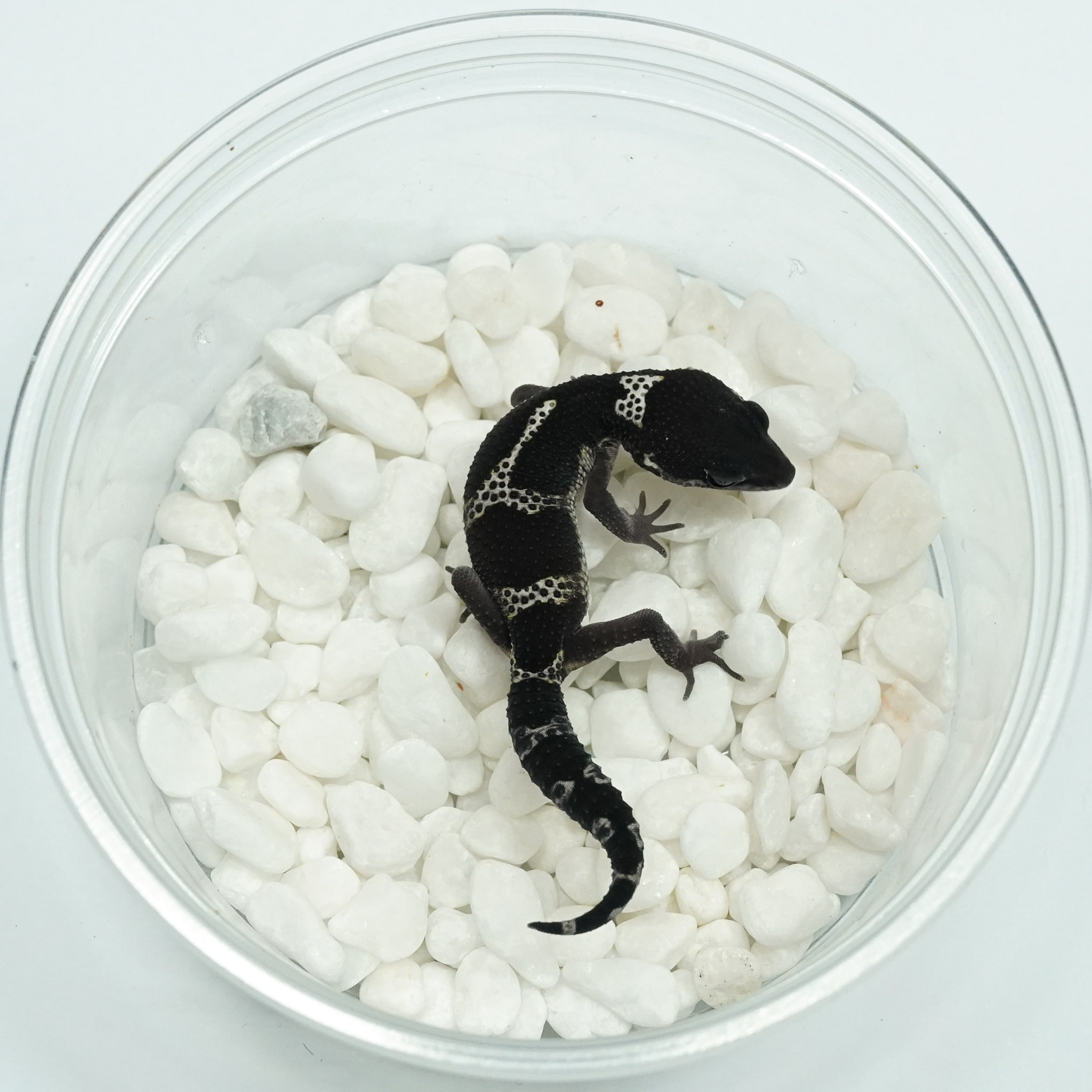 取り寄せリスト - メラニスティック - USSI_OSAKA