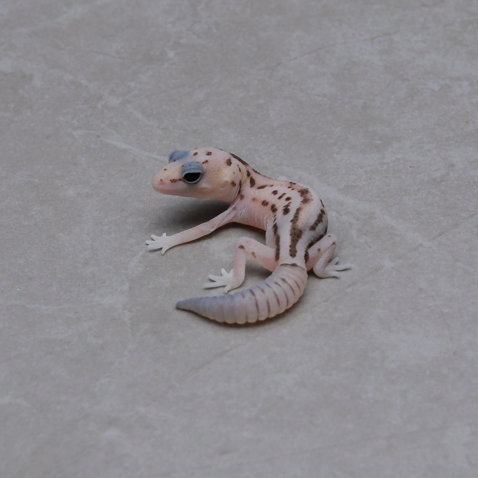 取り寄せリスト - ニシアフリカトカゲモドキ - USSI_OSAKA