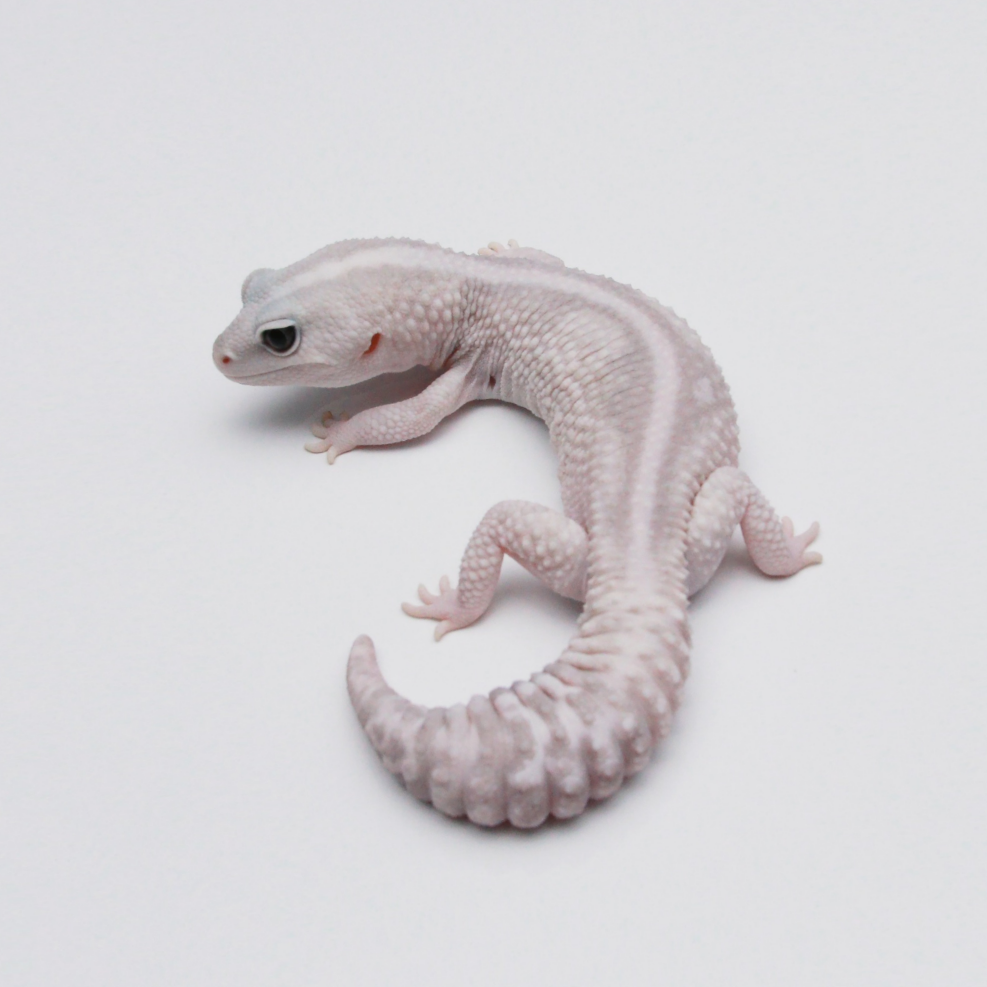 [CT018] Ghost Oreo Zulu (Adult) - USSI_OSAKA