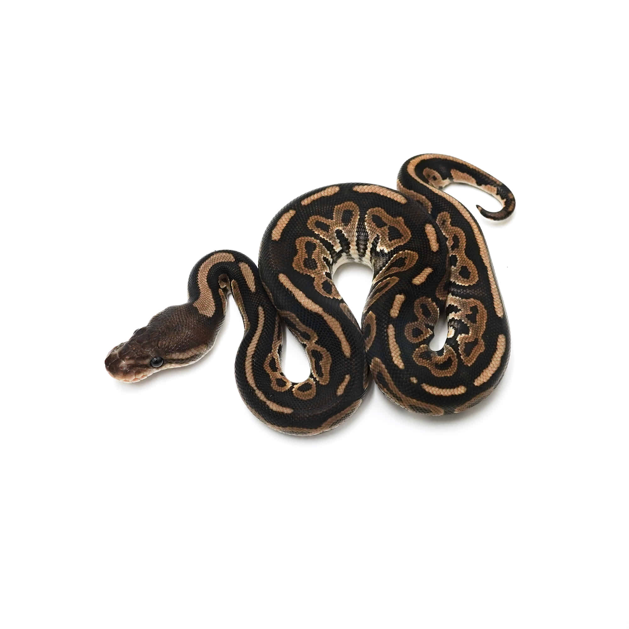 [F714] Cinnamon Het Clown - USSI_OSAKA