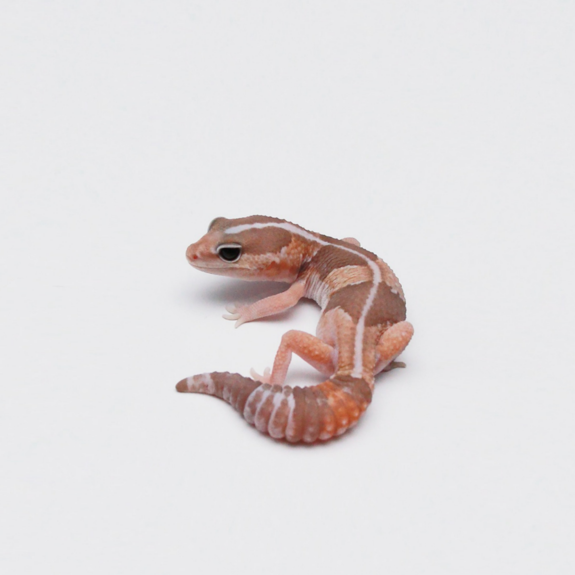 [CT04G] Caramel (Het Amelanistc) - USSI_OSAKA