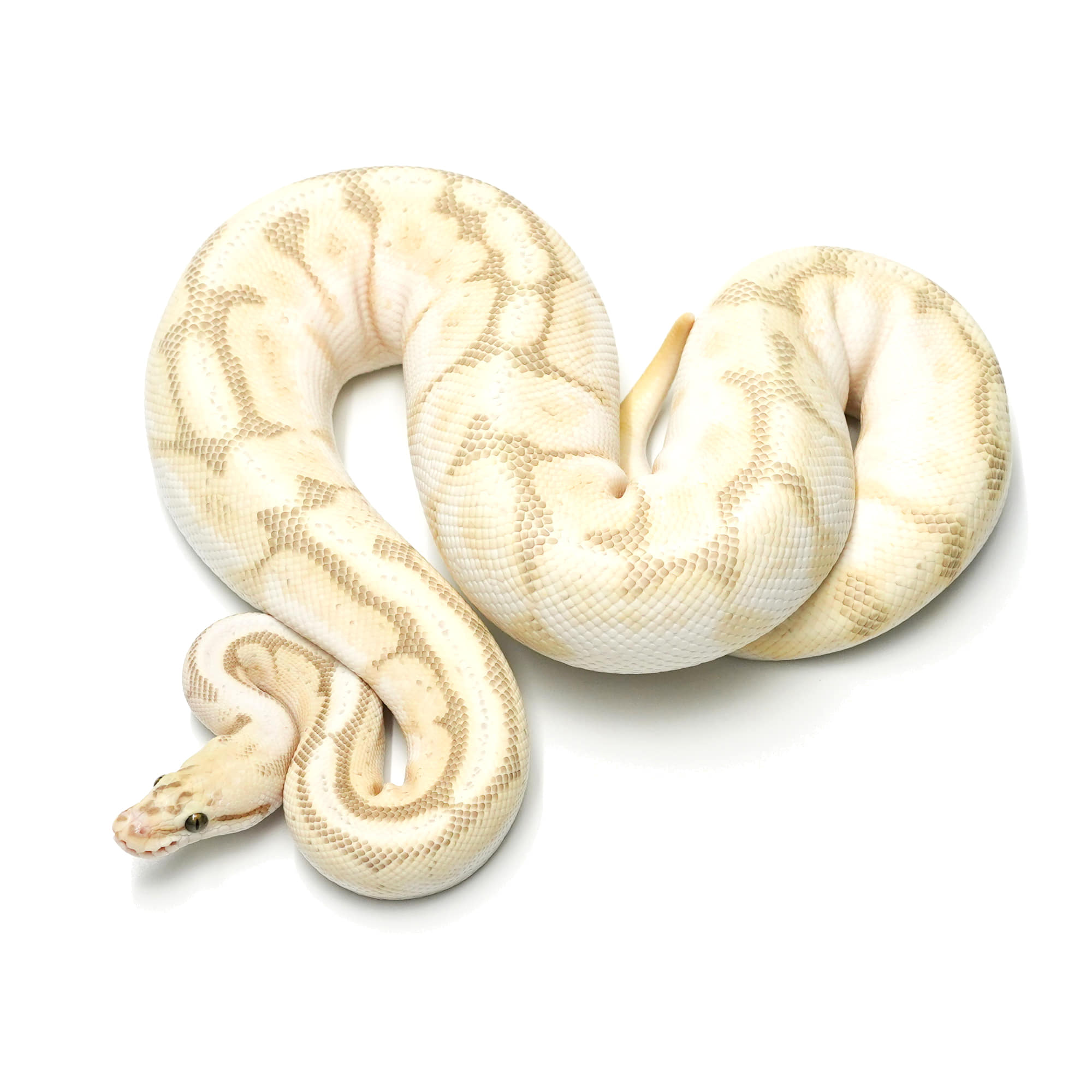 [F1088] Enchi Butter Pastel Spider Poss YB - USSI_OSAKA